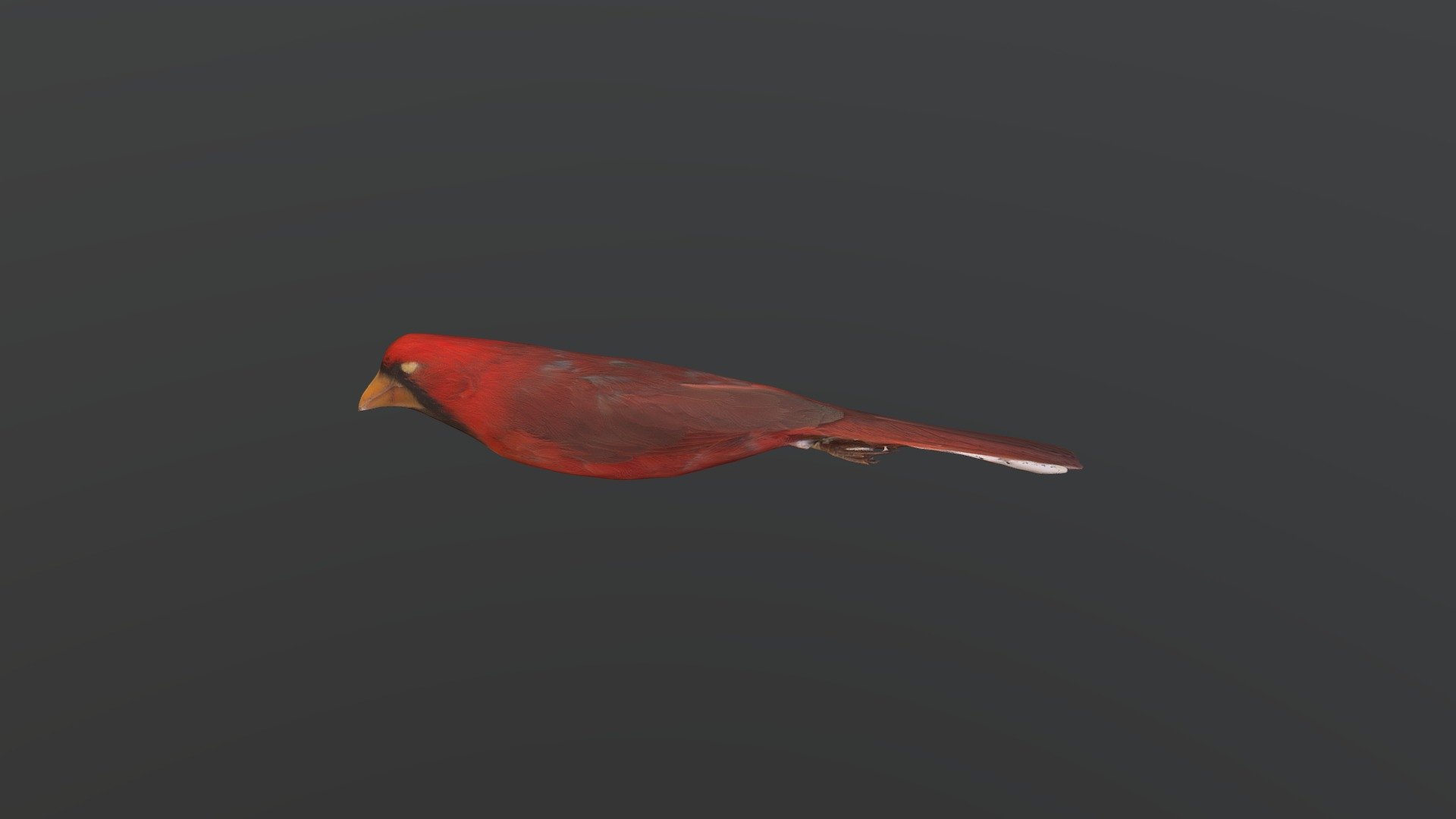 Northern Cardinal - Cardinalis cardinalis - Download Free 3D model by ...