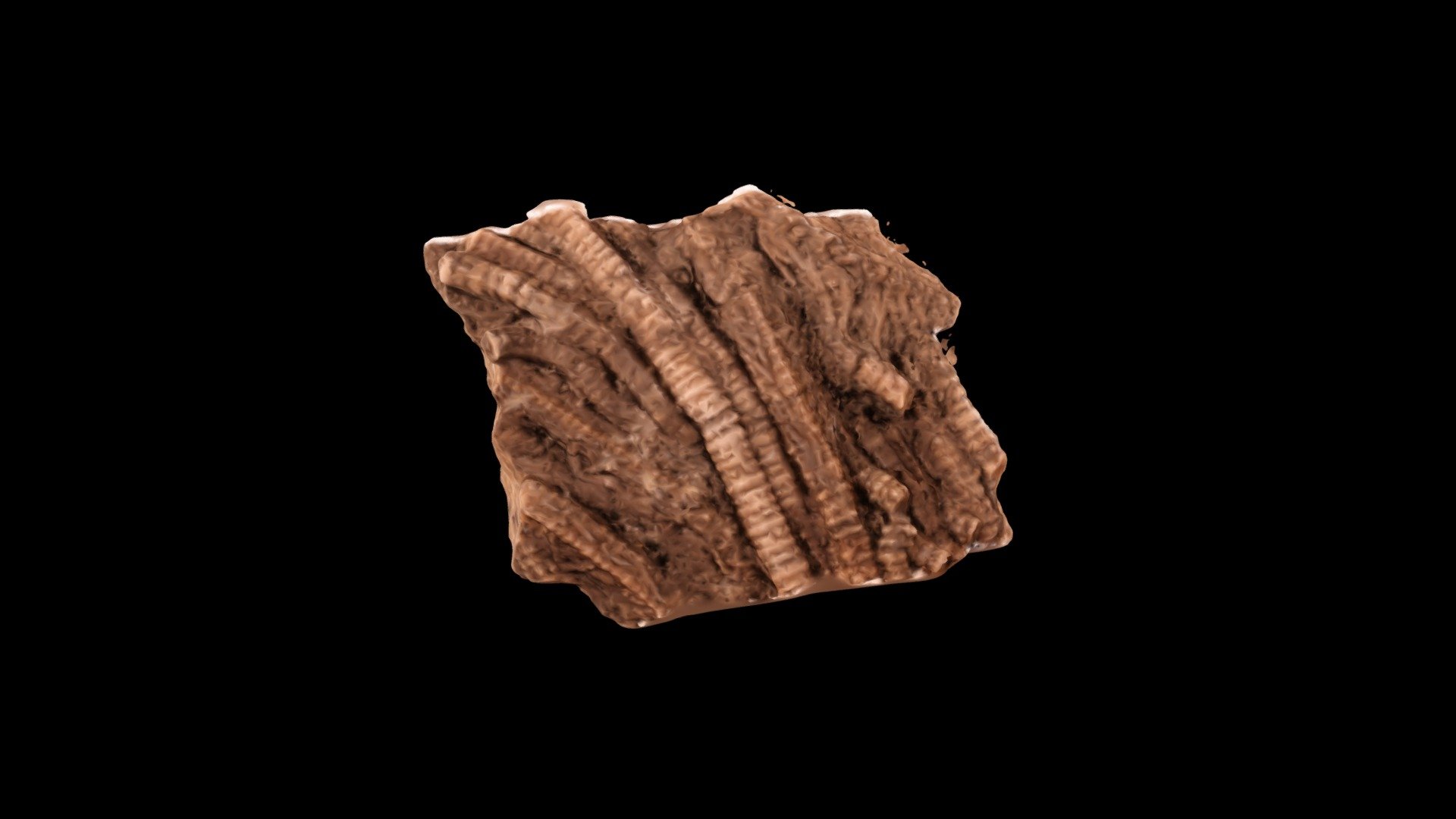 Pentacrinites - 3D model by Digital Learning (@digitallearning ...