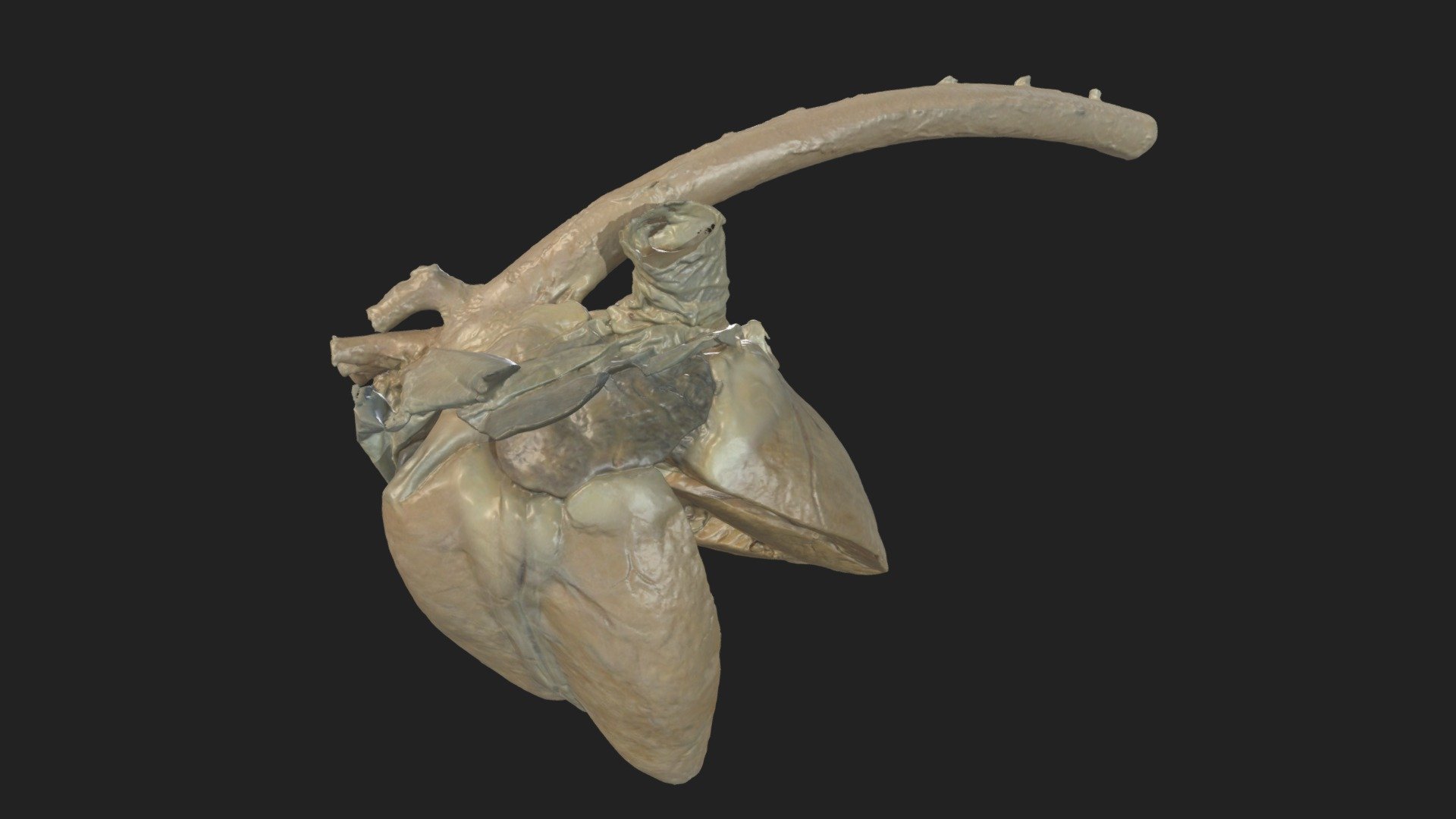 heart (cor) dog - 3D model by vetanatMunich [75d62d4] - Sketchfab