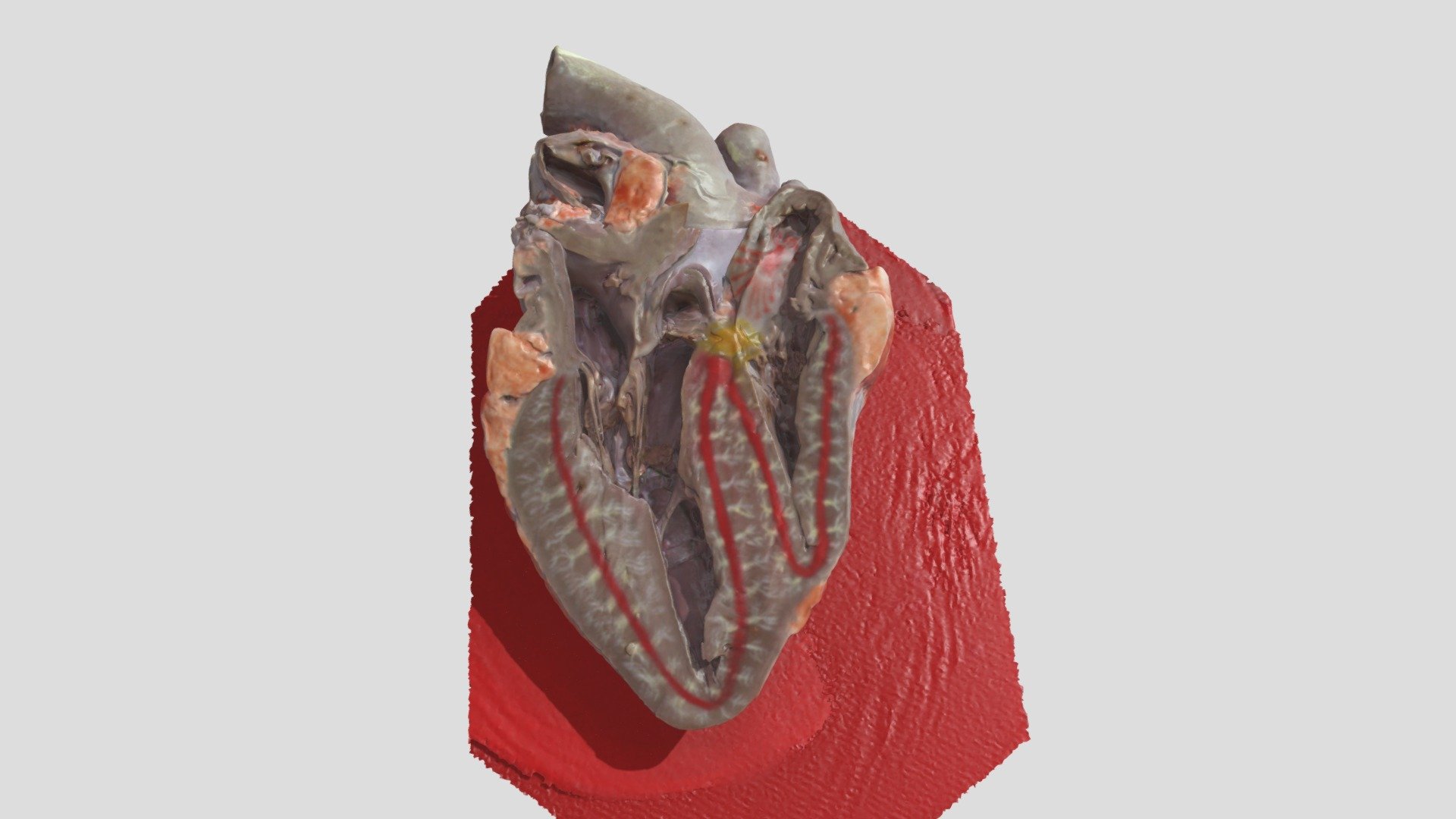 Cardiac conduction system - 3D model by University of Sarajevo ...