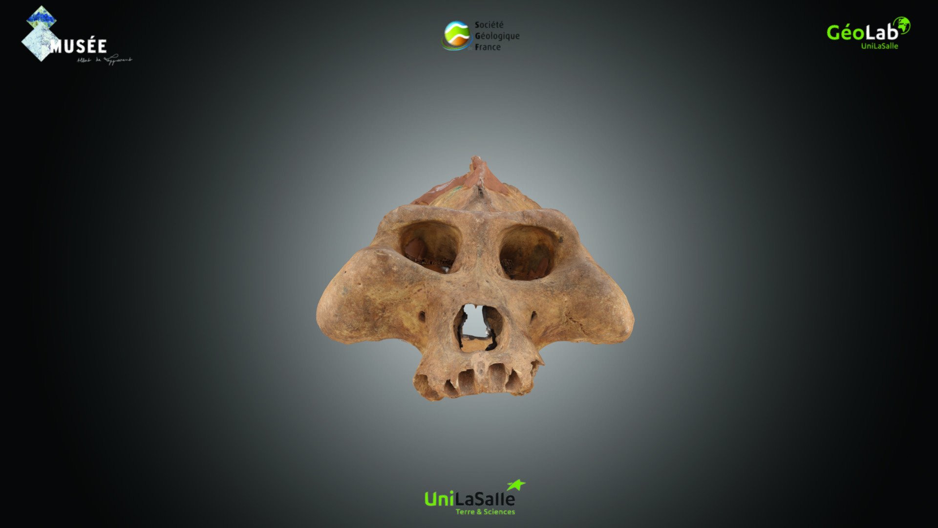 Primate - Pongo pygmaeus - Download Free 3D model by Société Géologique ...