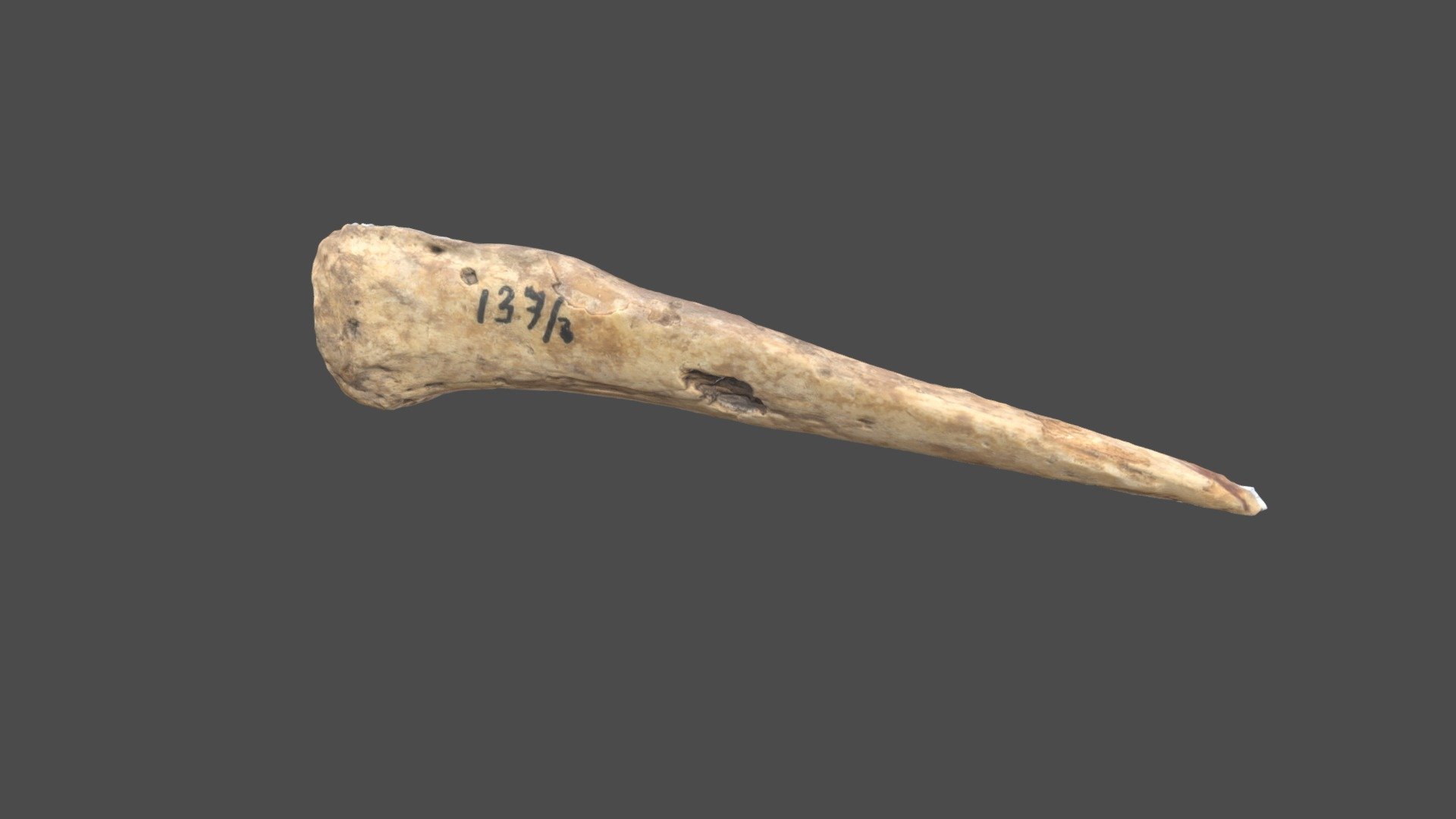 Punzón óseo - 3D model by Museo Arqueológico de Tenerife ...