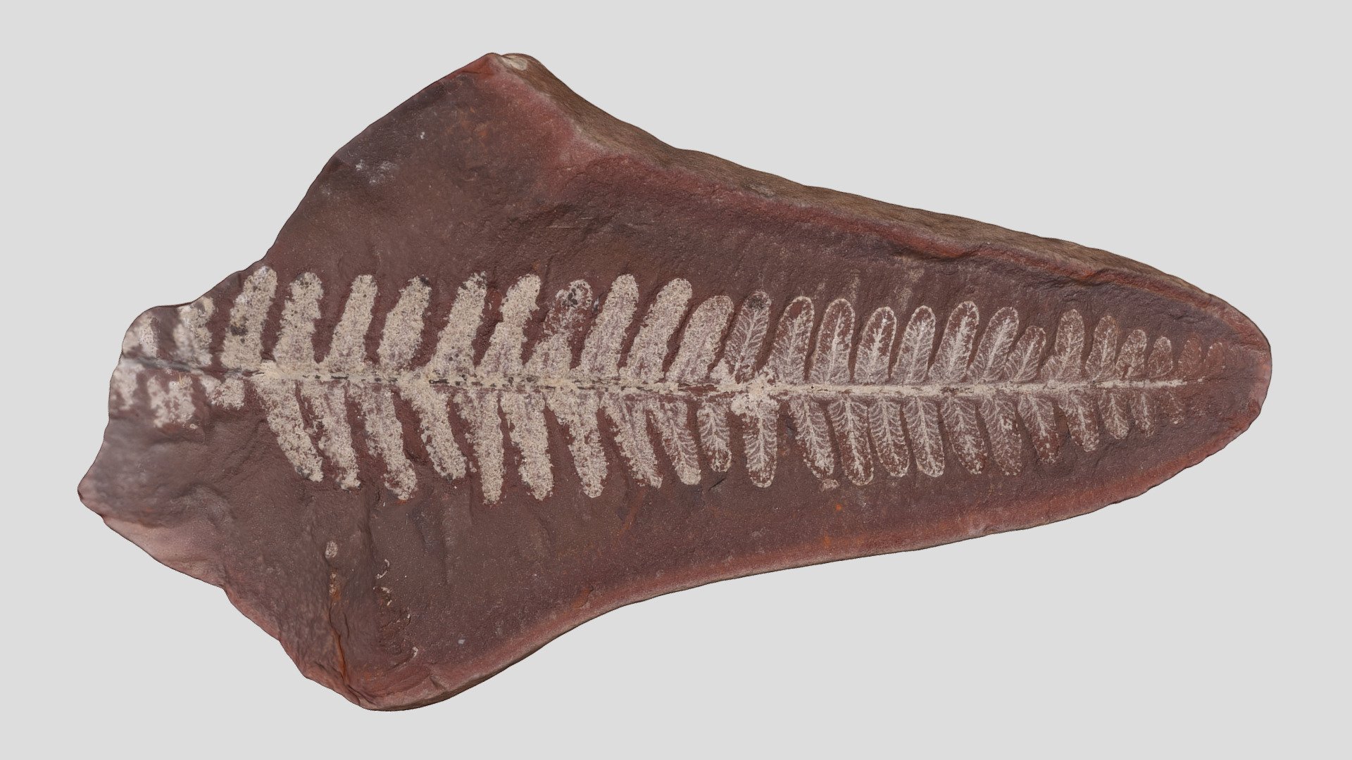 YPM PB.053910A Pecopteris miltoni, fossil leaf - Download Free 3D model ...