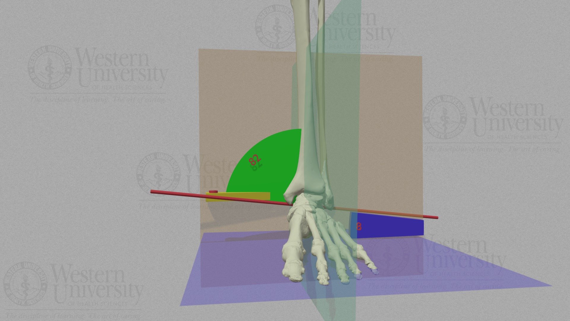Ankle Motion Axis Angle Measurements - 3D model by WesternU3D [75e87fa ...
