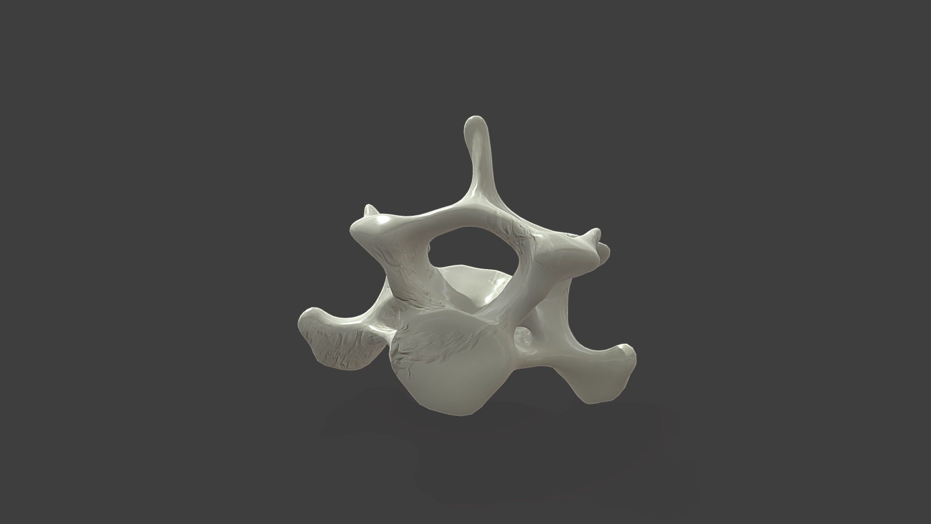 Canine - C5 Vertebra - 3D model by VetVis3D [75e9f4b] - Sketchfab
