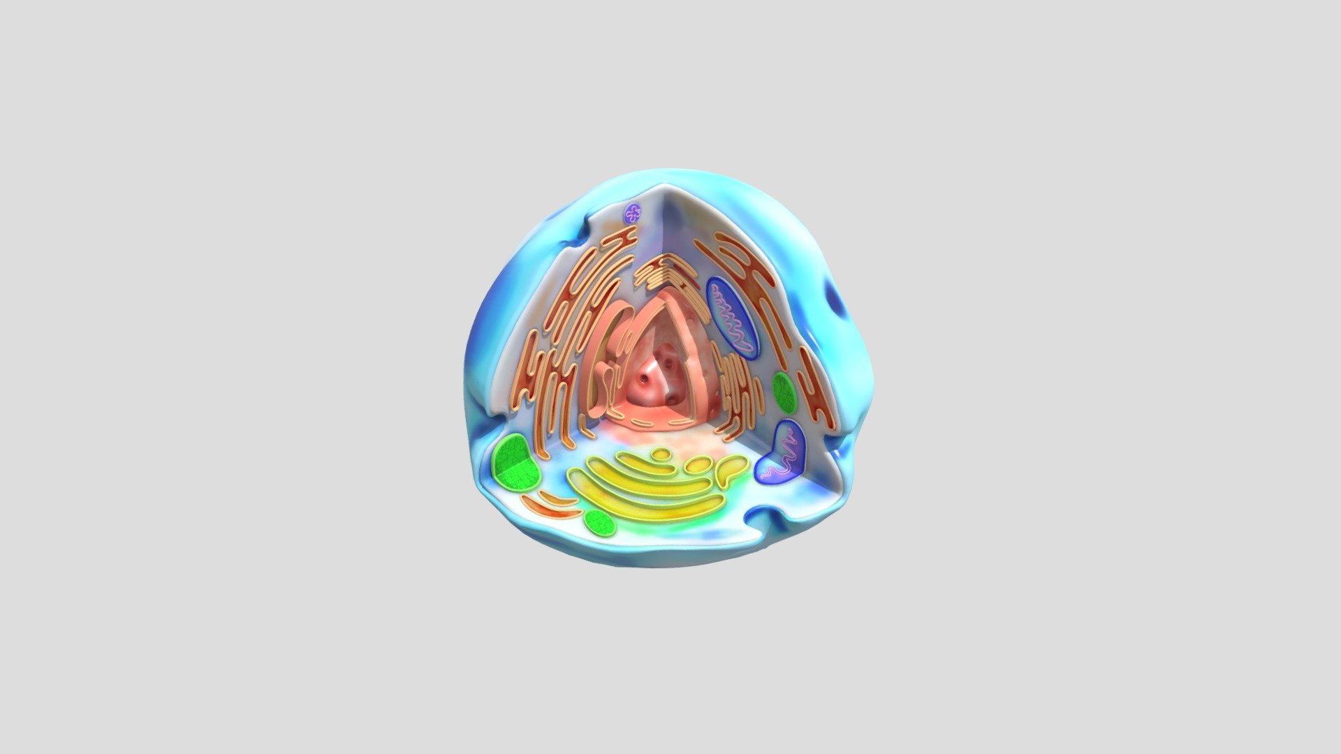 Human Cell - Download Free 3D model by Shihab (@nasa.shihab) [75eb168 ...