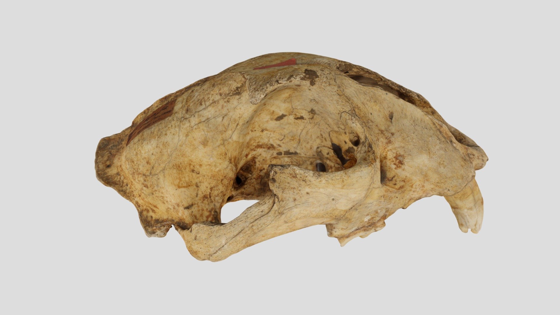 Ice age leopard skull - Panthera pardus antiqua - 3D model by SMA-UniGe ...