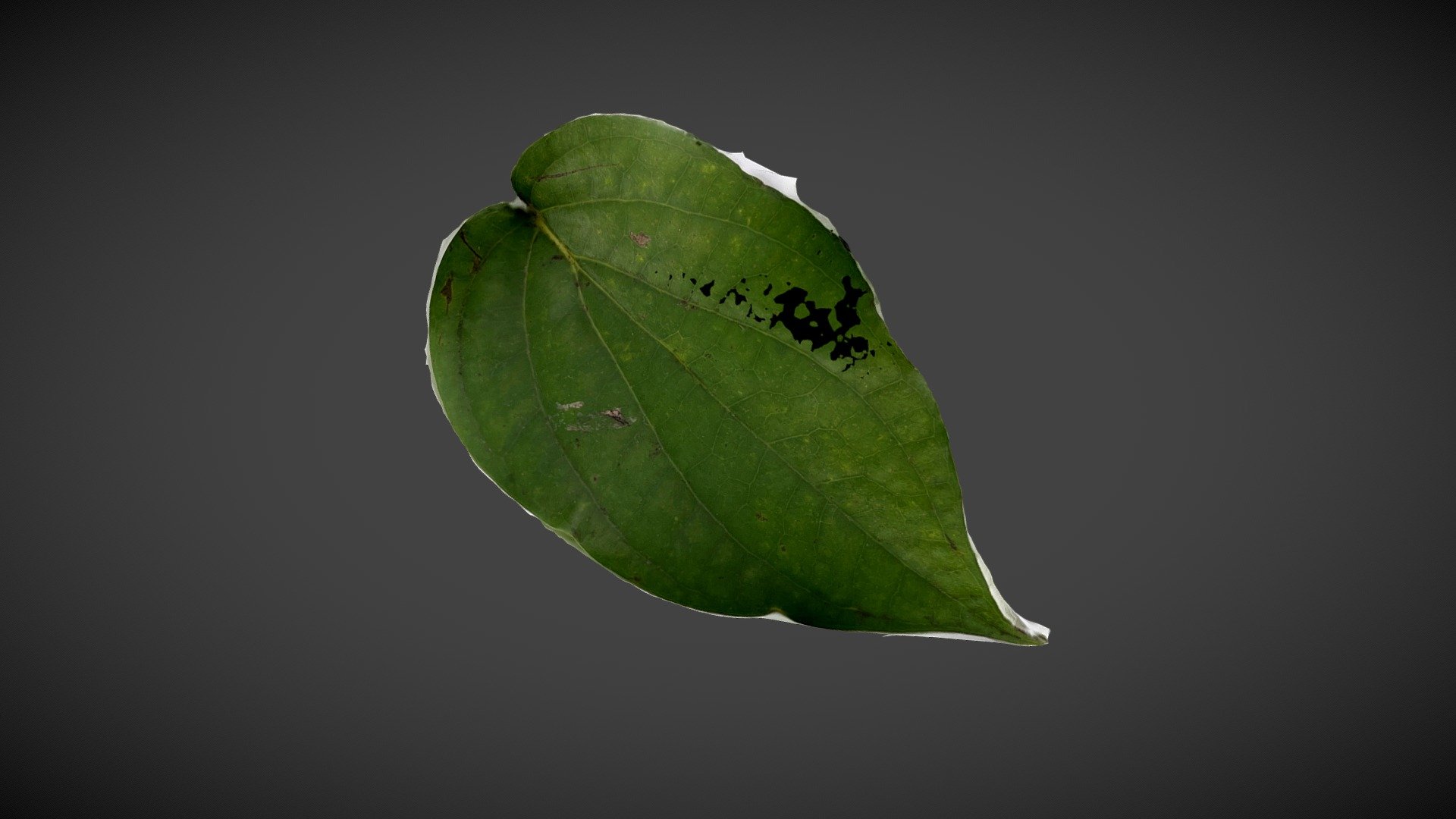 Beetle Leaf - 3D model by iTek-Media [75f69c8] - Sketchfab