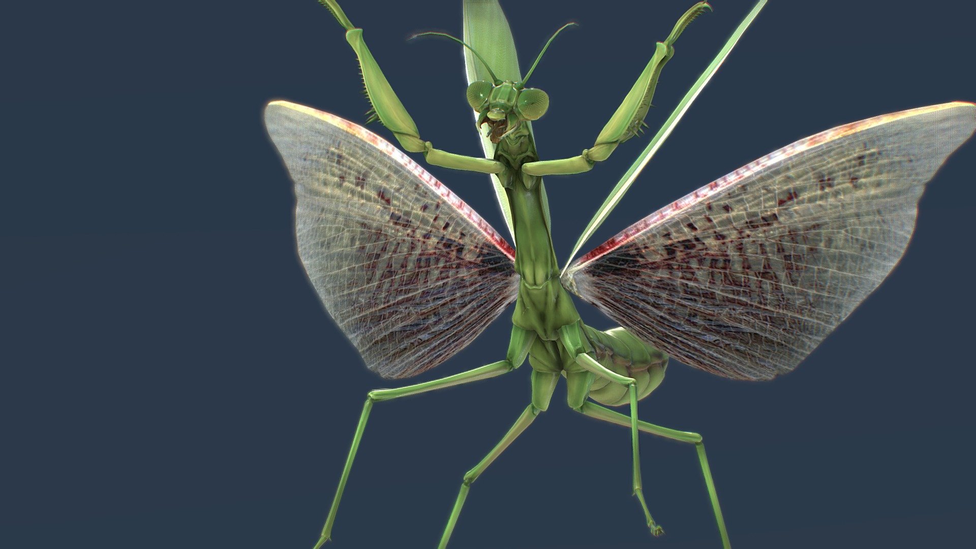 Mantodea - Mantis with pseudopupil - animated - Buy Royalty Free 3D ...