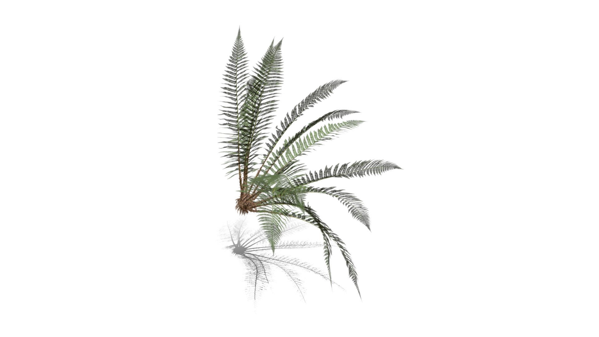 Realistic HD Male fern (35/50) - Download Free 3D model by PlantCatalog ...