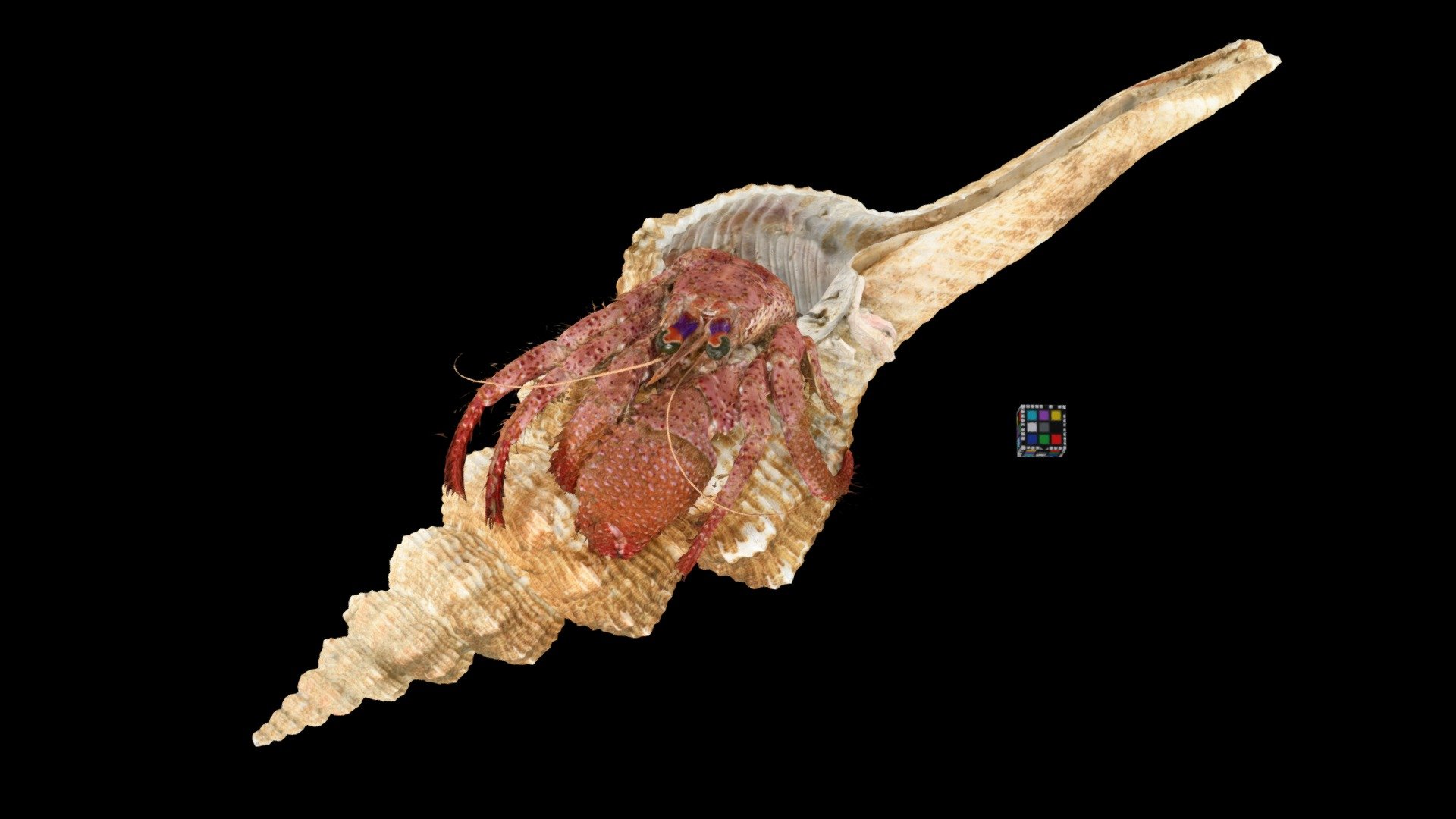 CC0 アカボシヤドカリ Sprinkled Hermit Crab, D. aspersus - Download Free 3D ...