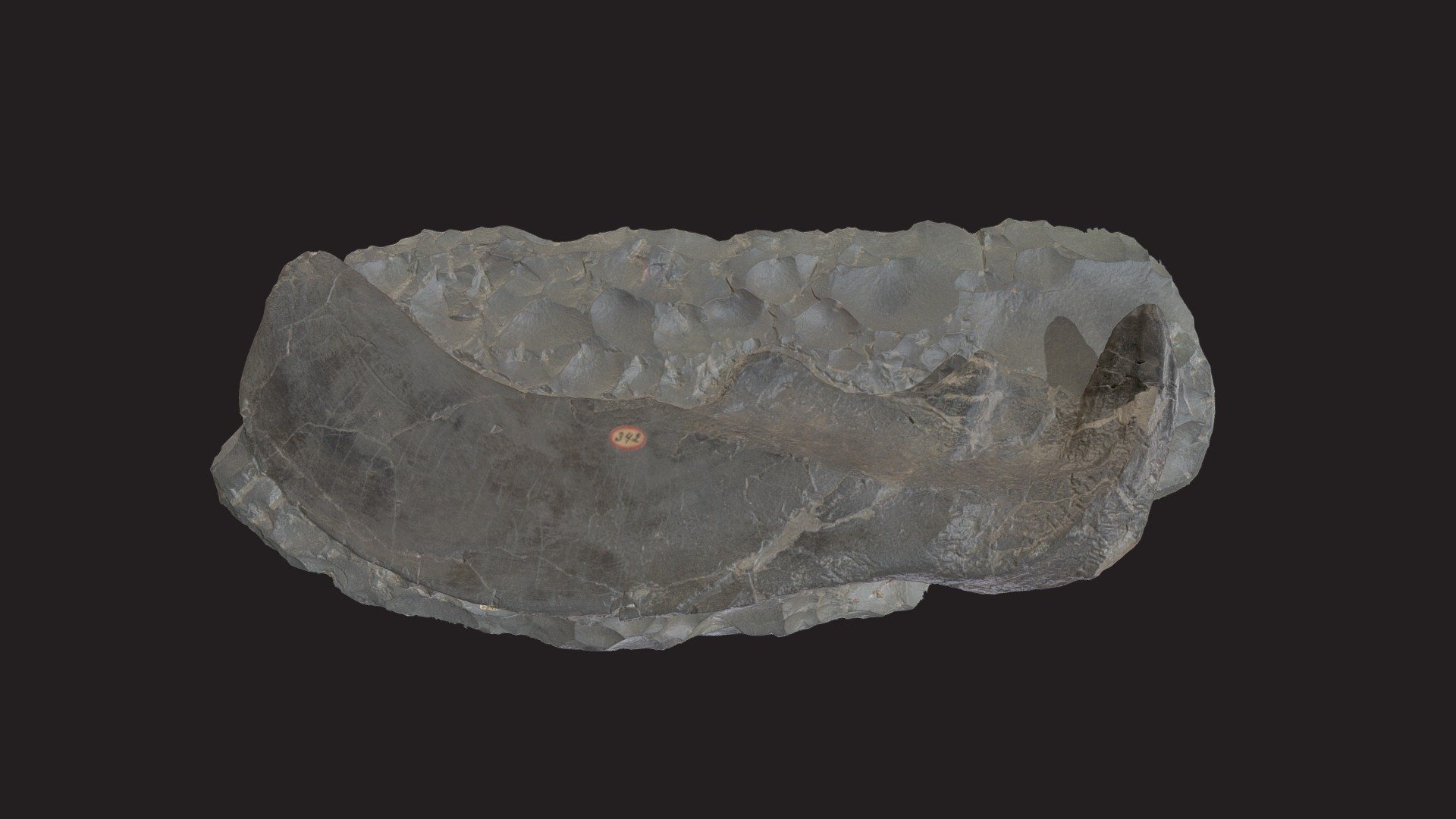 CMNH 5342, Dunkleosteus terrelli infragnathal - 3D model by Cleveland ...