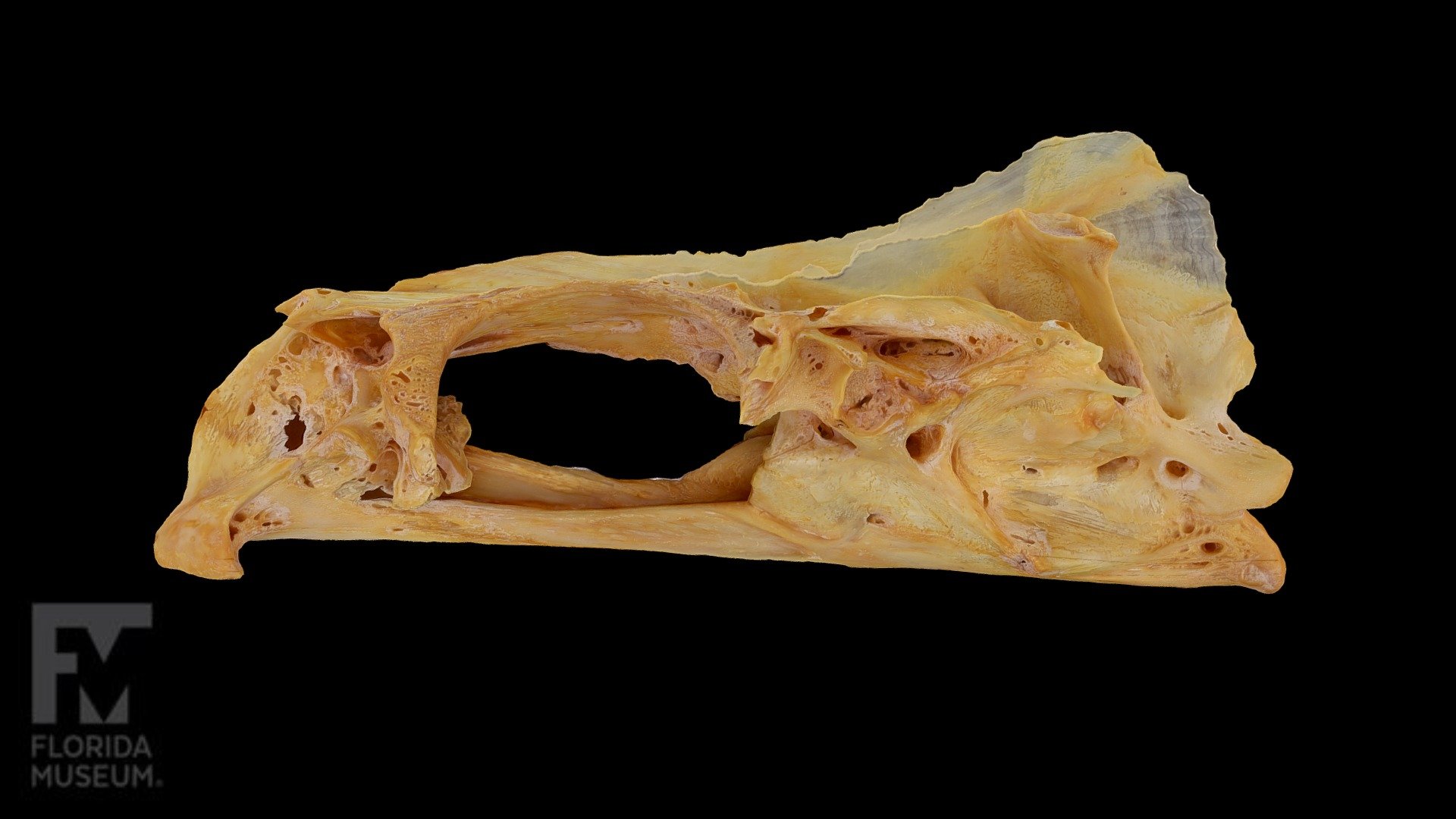 Gag Grouper Fish Skull - 3D model by FloridaMuseum [7609c84] - Sketchfab