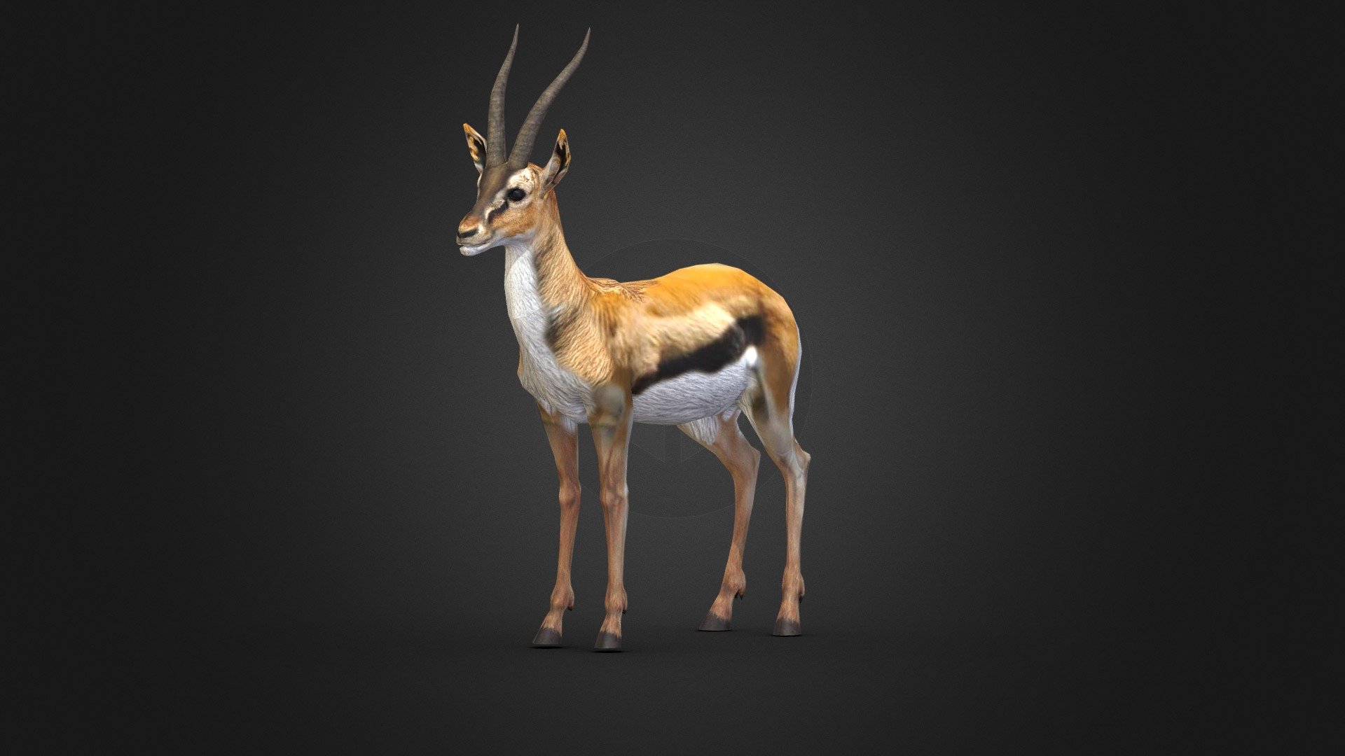 Gazelle - Rigged - Buy Royalty Free 3D model by Iofry [760d91e ...
