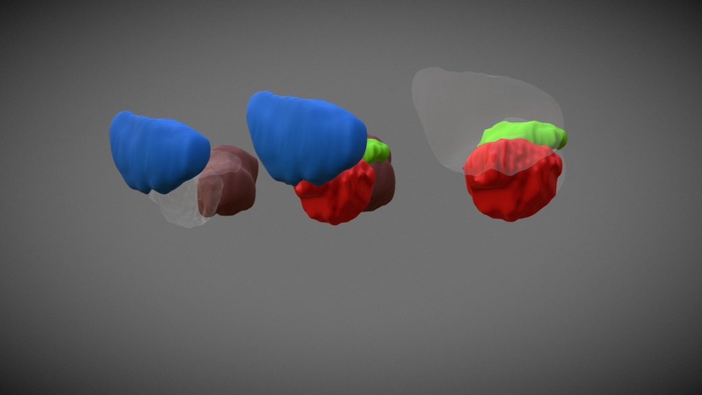 Prostate_02 - 3D model by URO (@SIULIVE) [7610563] - Sketchfab
