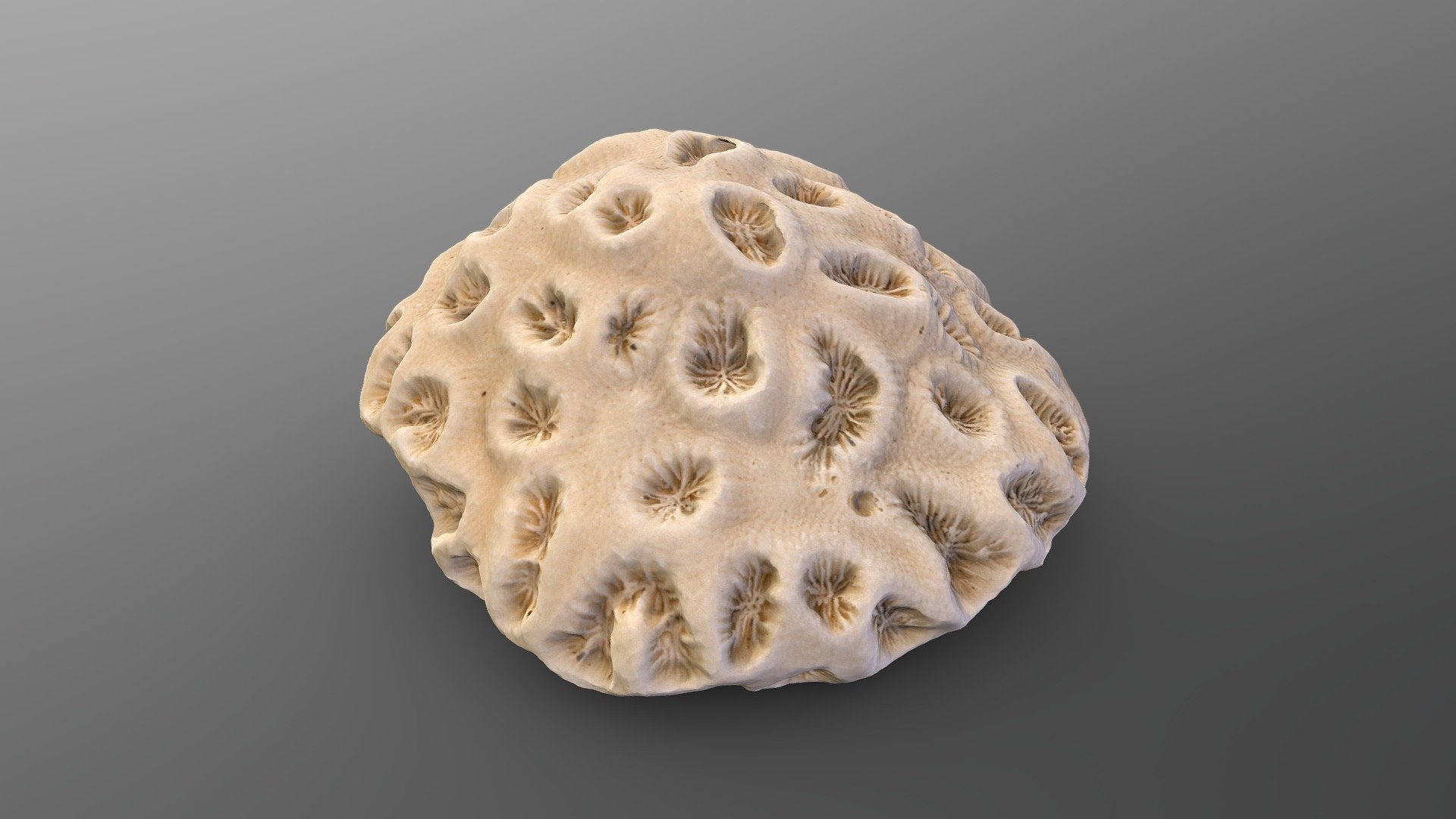 PMP: Coral - 3D model by Advanced Visualization Lab - Indiana ...