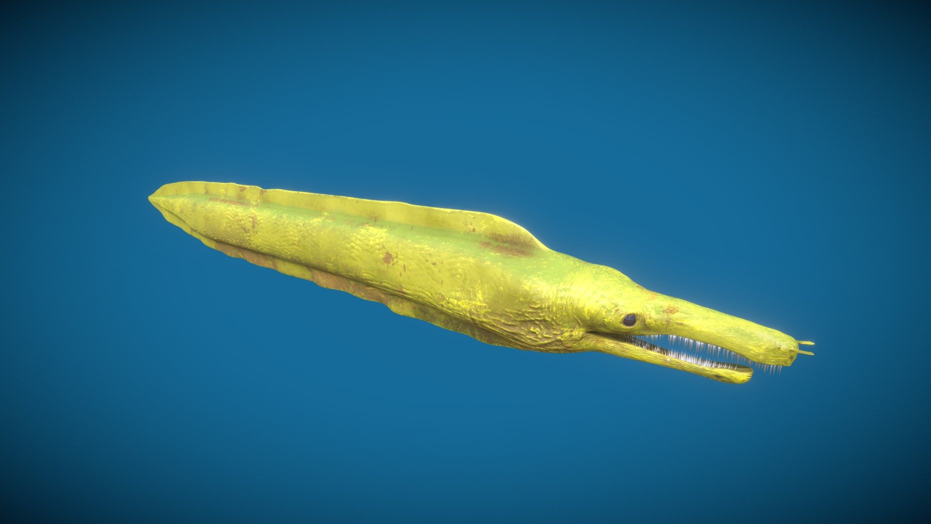 Moray eel - 3D model by kinopablo [7614733] - Sketchfab