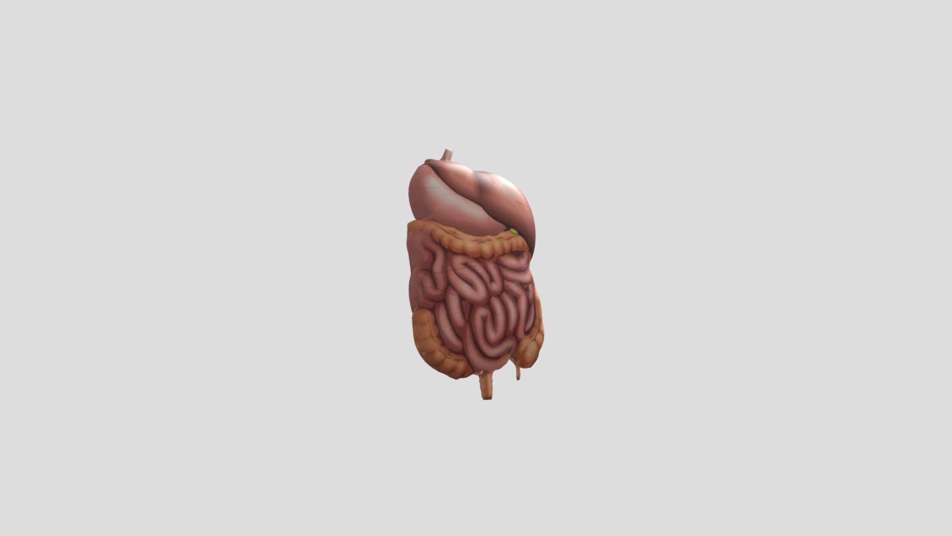 organ dalam - 3D model by anggarini [7614856] - Sketchfab