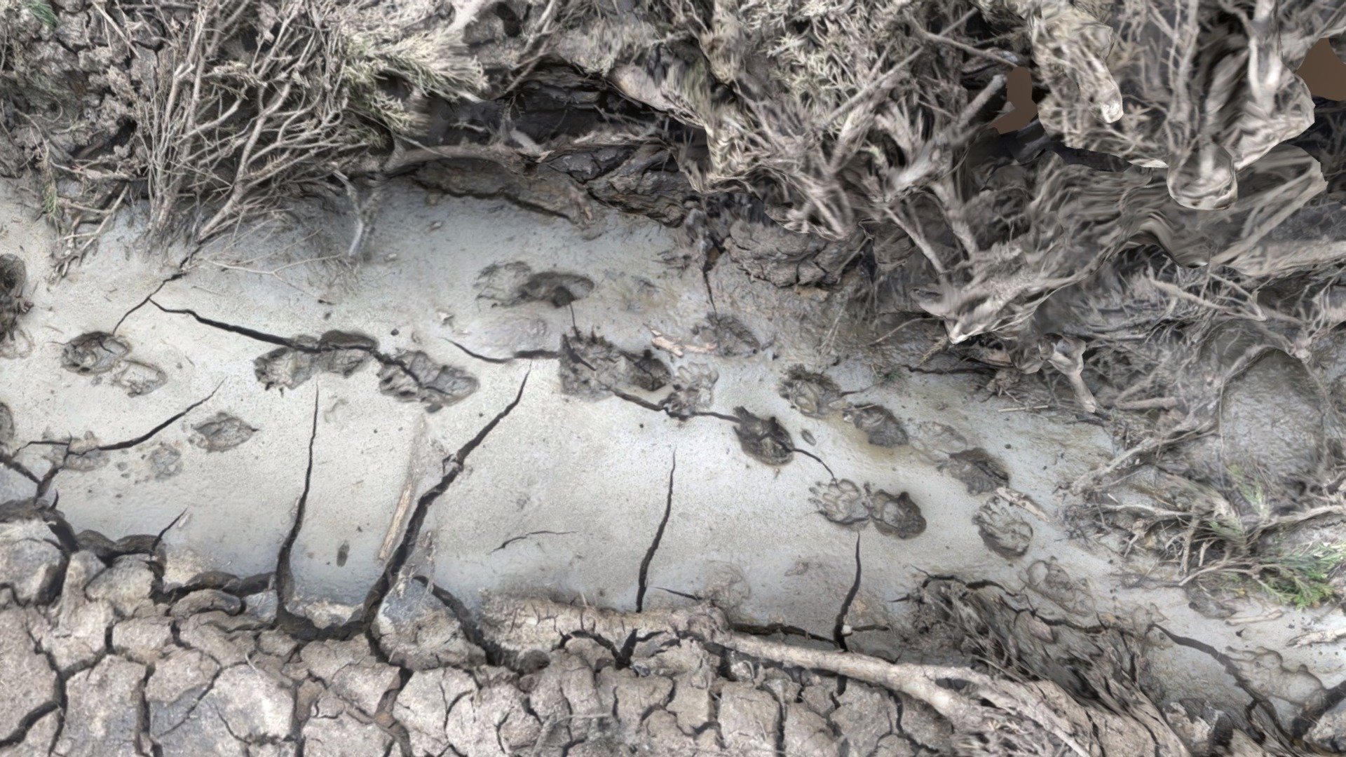 Tracks of the Common Wombat - 3D model by Evans EvoMorph Lab (@arevans ...