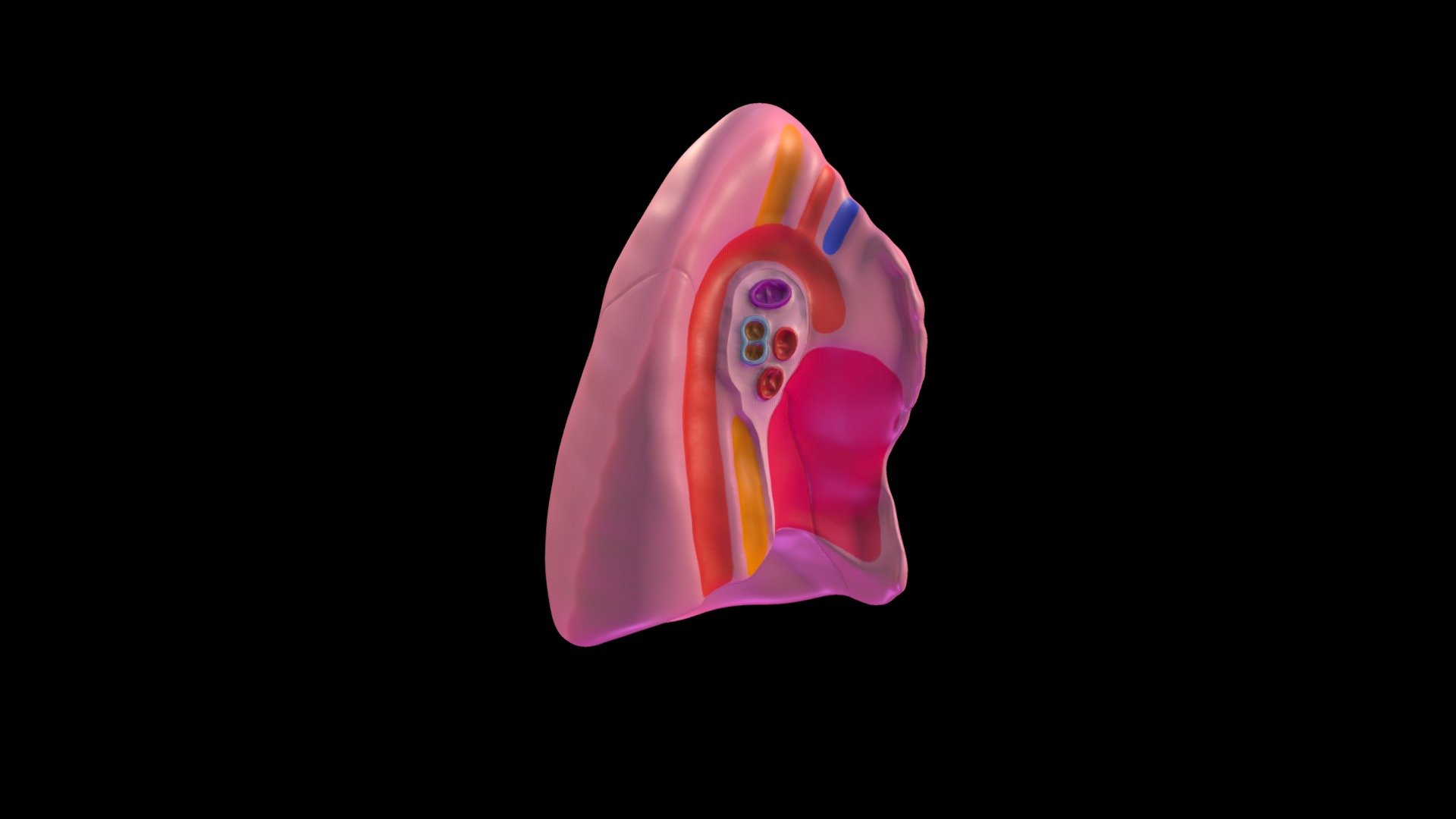 Left lung - 3D model by ISMMS_students [761b9c7] - Sketchfab