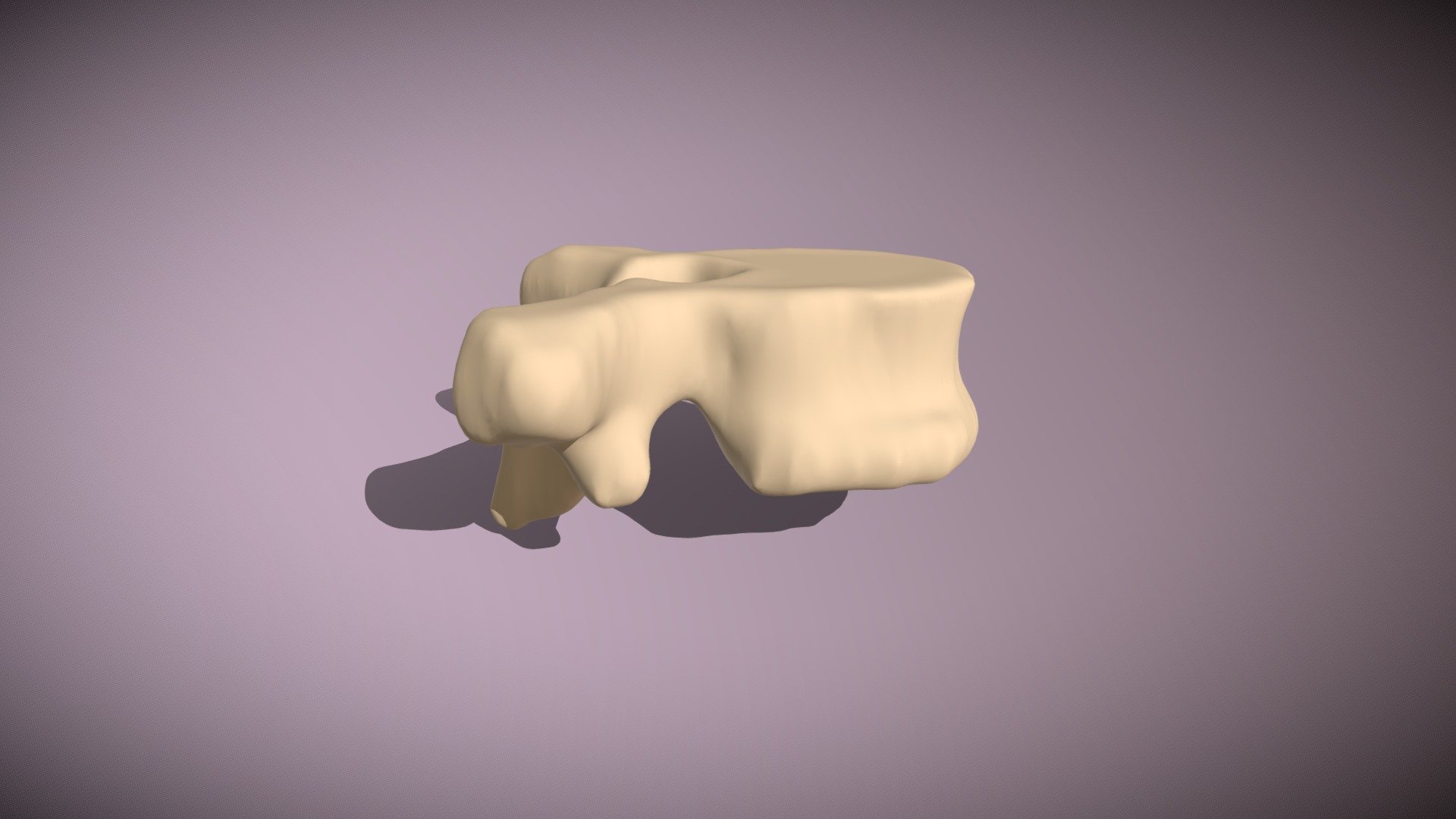 Thoracic Vertebrae - Download Free 3D model by CaitlynnH [761bbcd ...