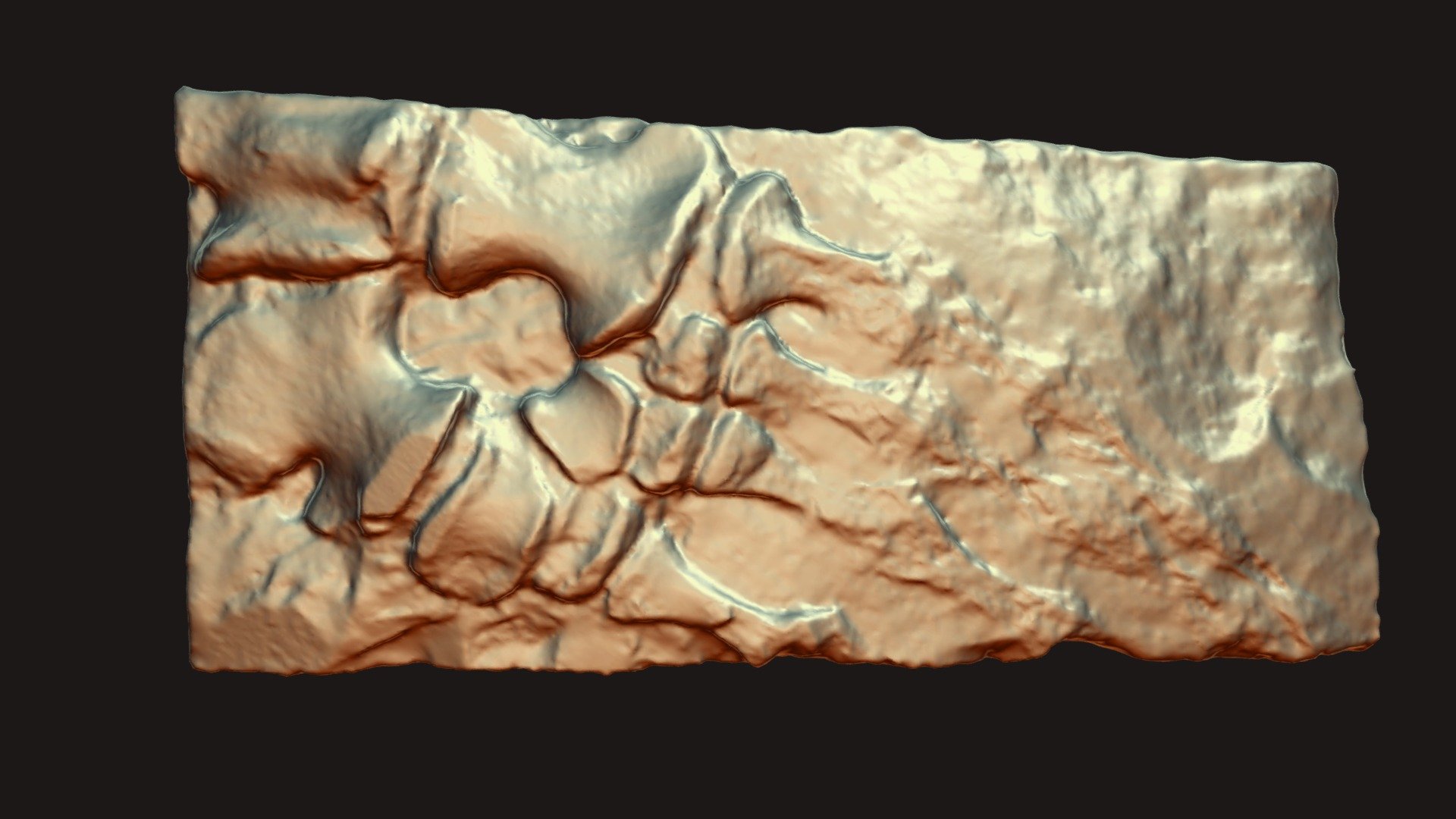 Mosasaur paddle - 3D model by enchodus [761e7a6] - Sketchfab