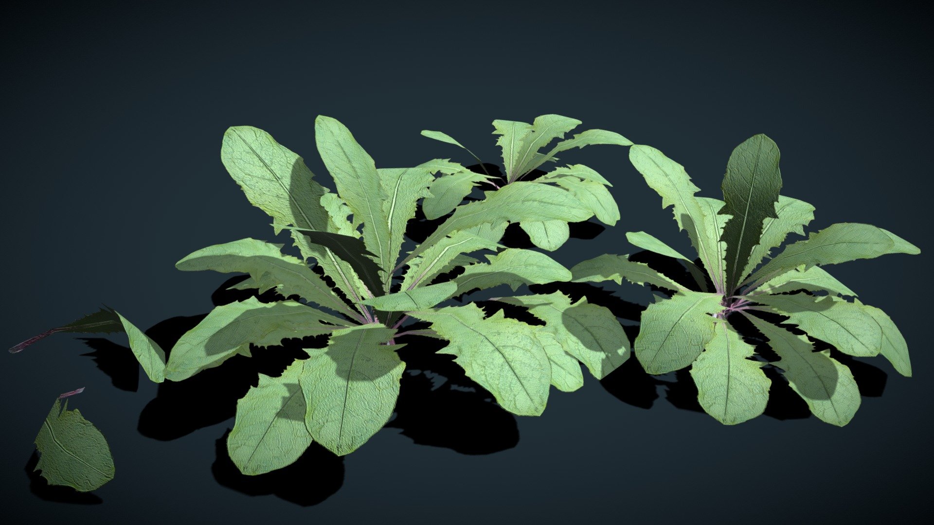 Radish Leaf 01 - Download Free 3D model by POLYSCAN (@POLYSCAN3D ...