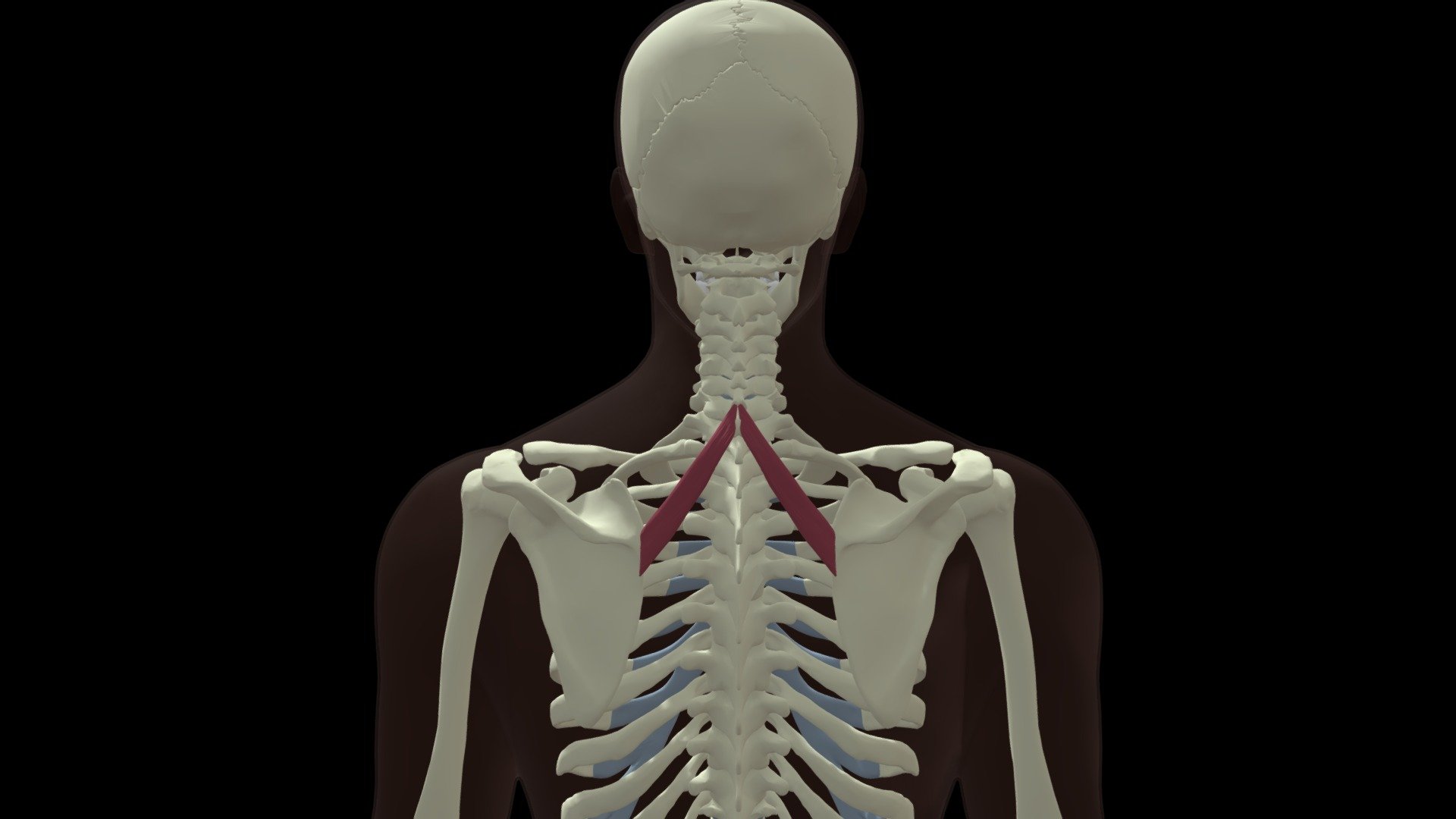 Rhomboid Minor - Download Free 3D model by Anatomary [761ff5f] - Sketchfab