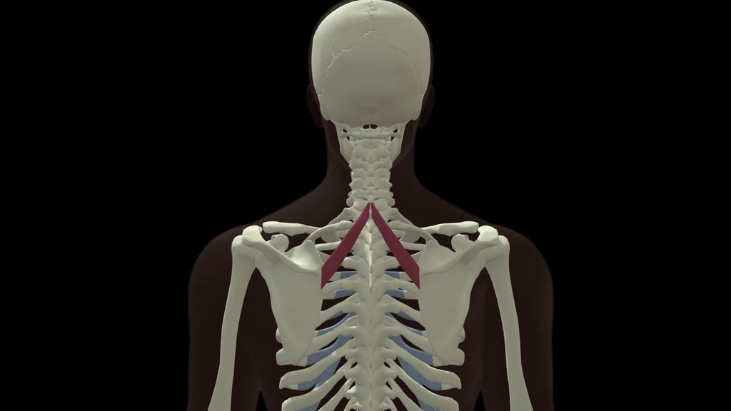 Lab Eight- Posterior Shoulder and Arm - A 3D model collection by UMich ...