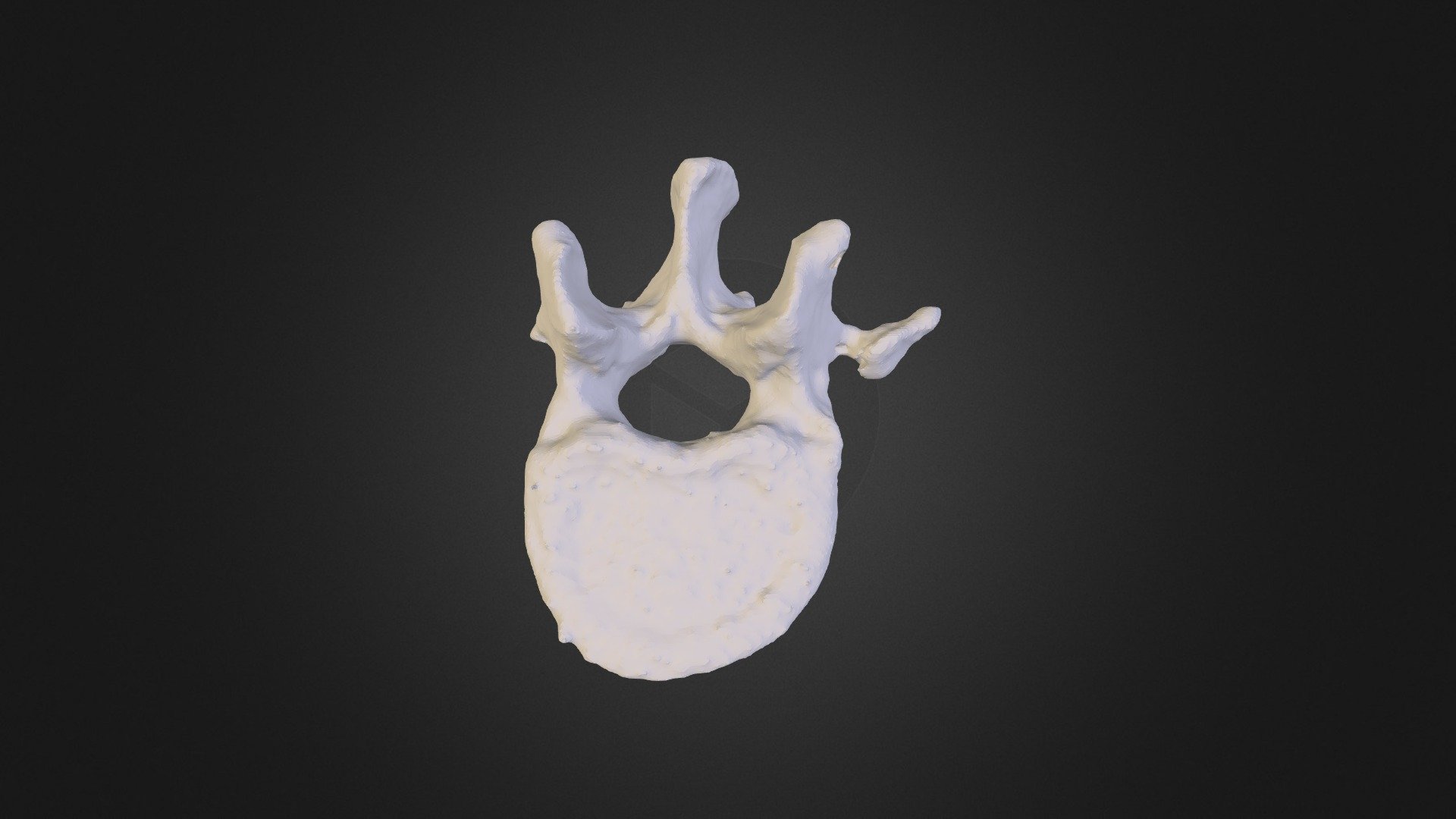L1 vertebral body - 3D model by drhughharvey [76257f8] - Sketchfab