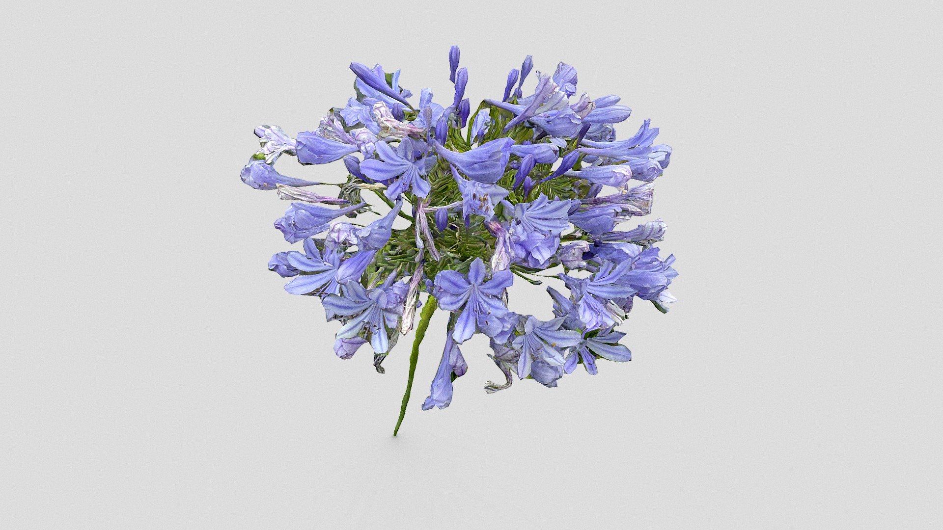 Blue flowers - Download Free 3D model by Emm (@edemaistre) [7625bba ...