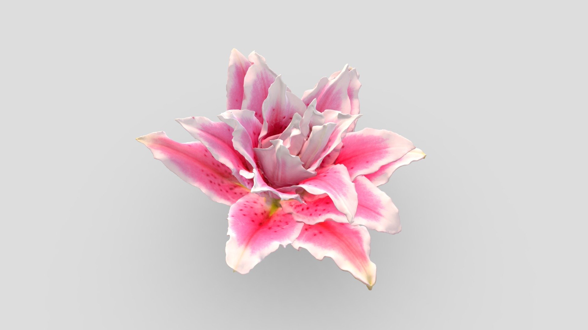 Pink Lilly - 3D model by 360Fabriek [7626b28] - Sketchfab