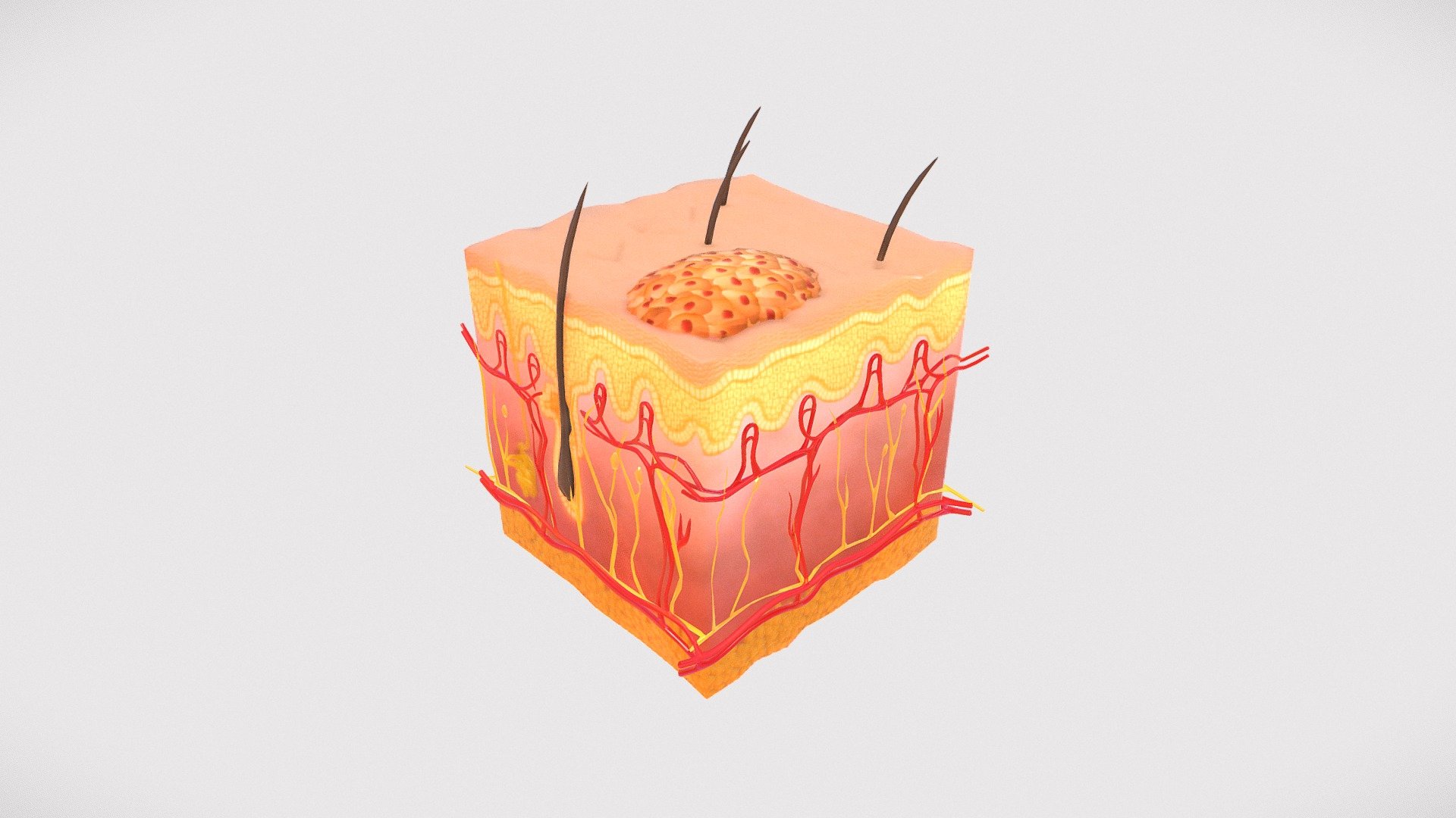 Skin - 3D model by Wisebrand [76284a3] - Sketchfab
