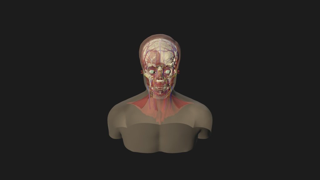 Face Dummy - 3D model by Mediprint.us (@mediprint) [762d679] - Sketchfab