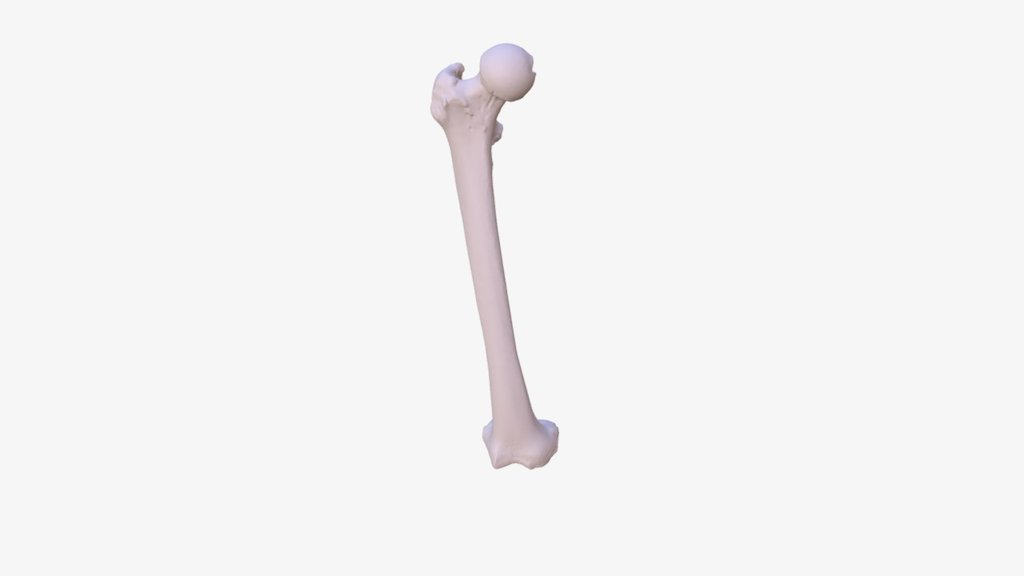 Human Femur - 3D model by Dartmouth (@dartmouth-college) [7631d33 ...