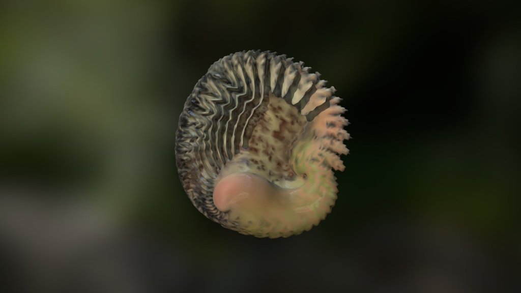 Feather Shell - 3D model by DonWhitaker [763d8c9] - Sketchfab