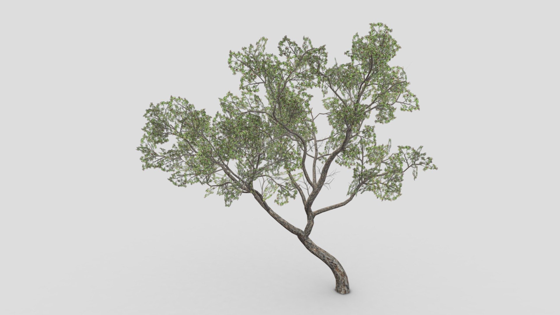 Brazilian Pequi Tree- 02 - Buy Royalty Free 3D model by ASMA3D [764b03b ...