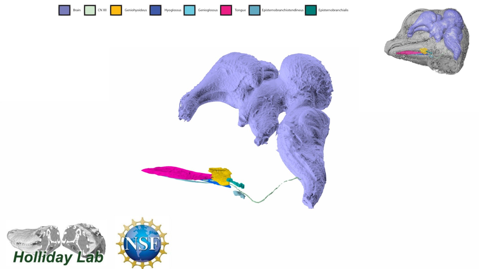 Embryonic Alligator CN XII-Innervated Muscles - Download Free 3D model ...