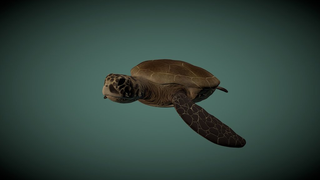 Sea Turtle - 3D model by Kambeto [7651130] - Sketchfab