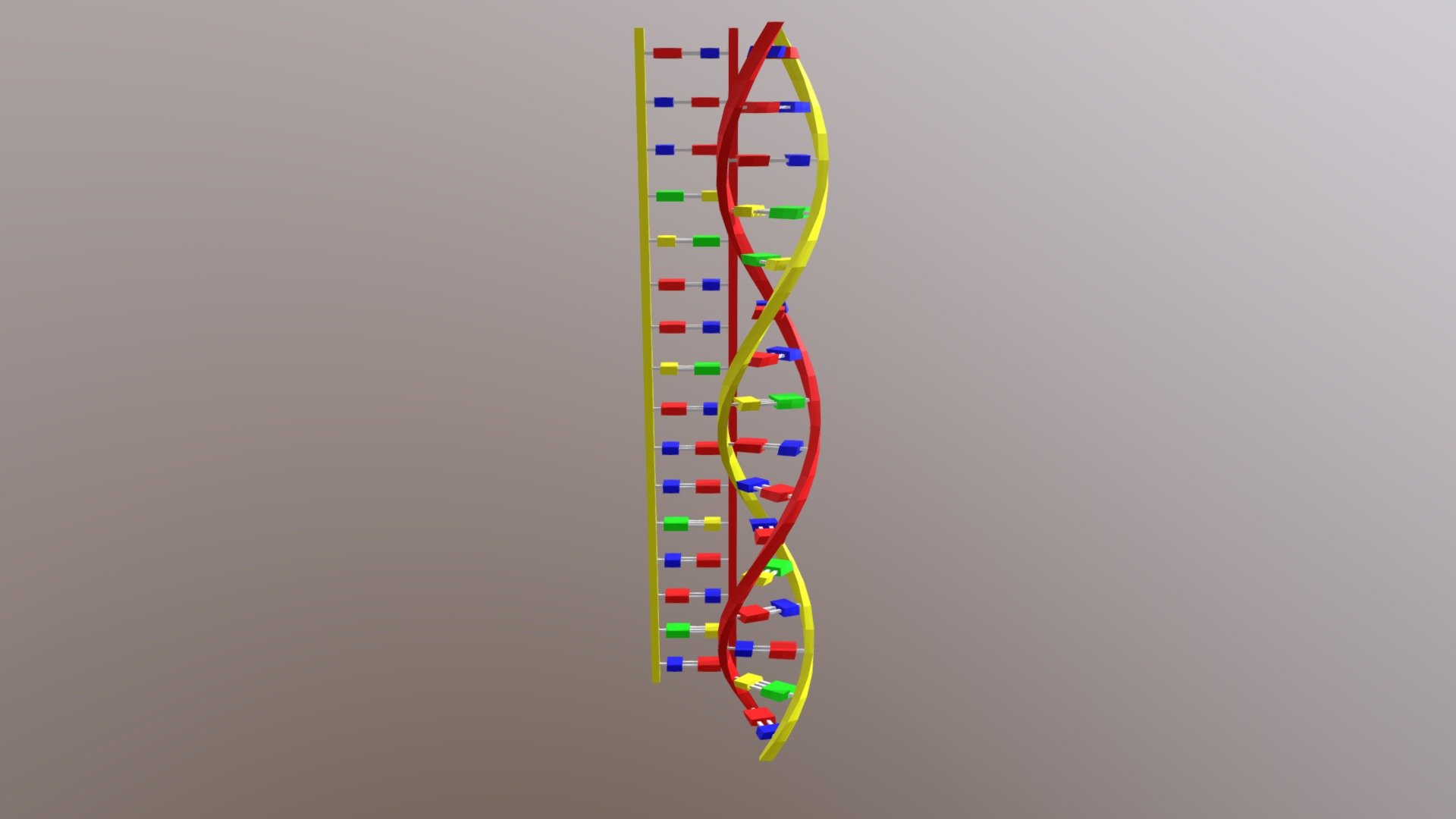 DNA Sequence Copy - 3D model by AdryonT [7654c34] - Sketchfab