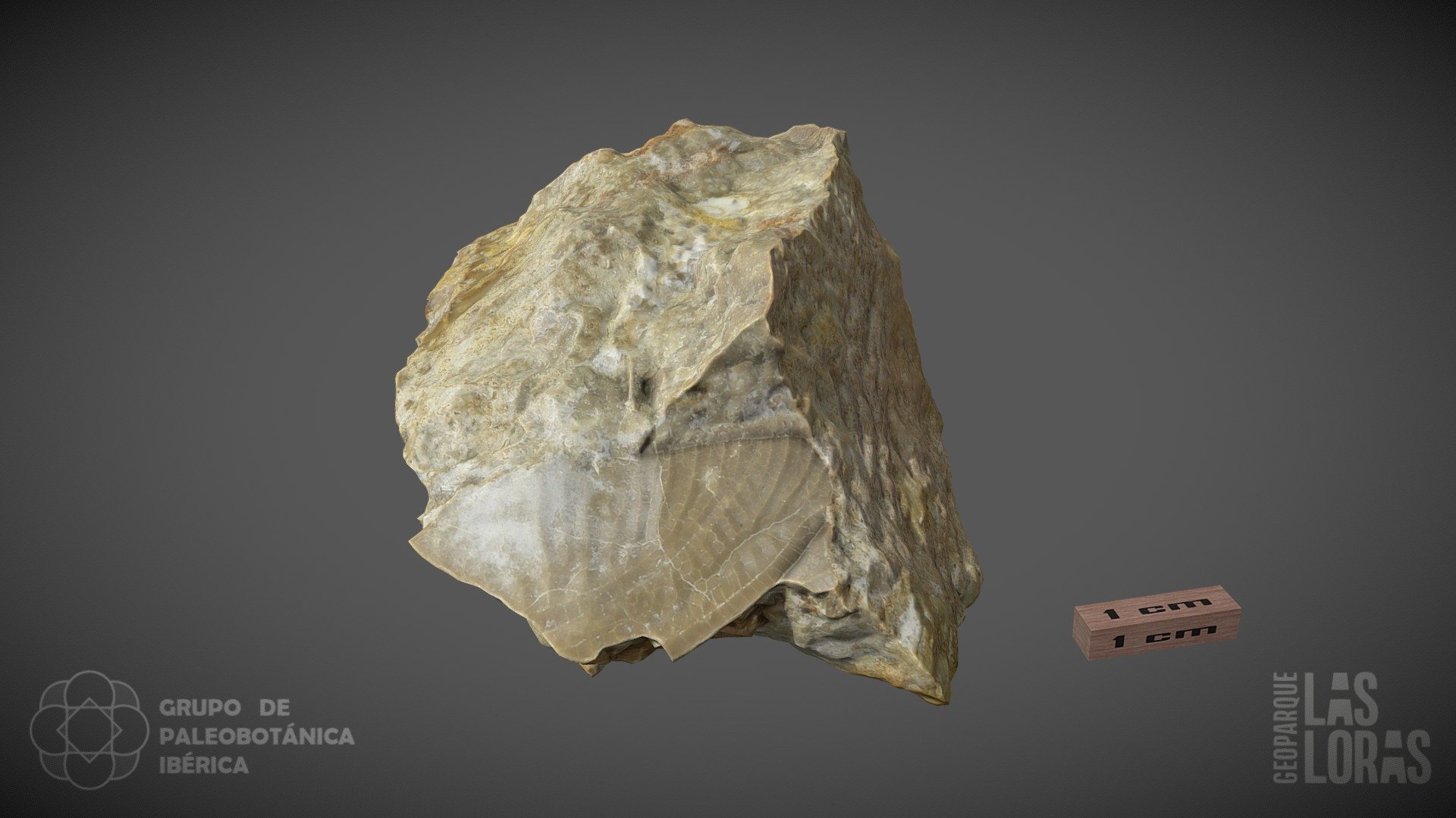 Ala fósil de libélula / Dragonfly fossil wing - 3D model by Museo ...