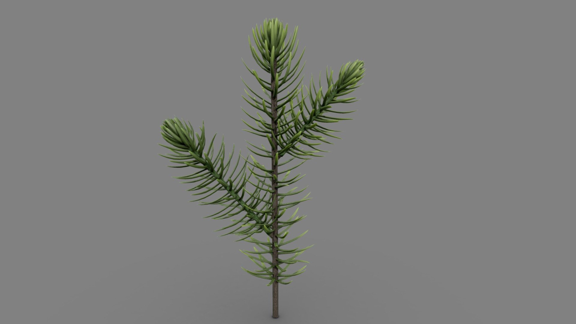 Pine Leaf - 3D model by GGGP (@gggp999) [765efcb] - Sketchfab