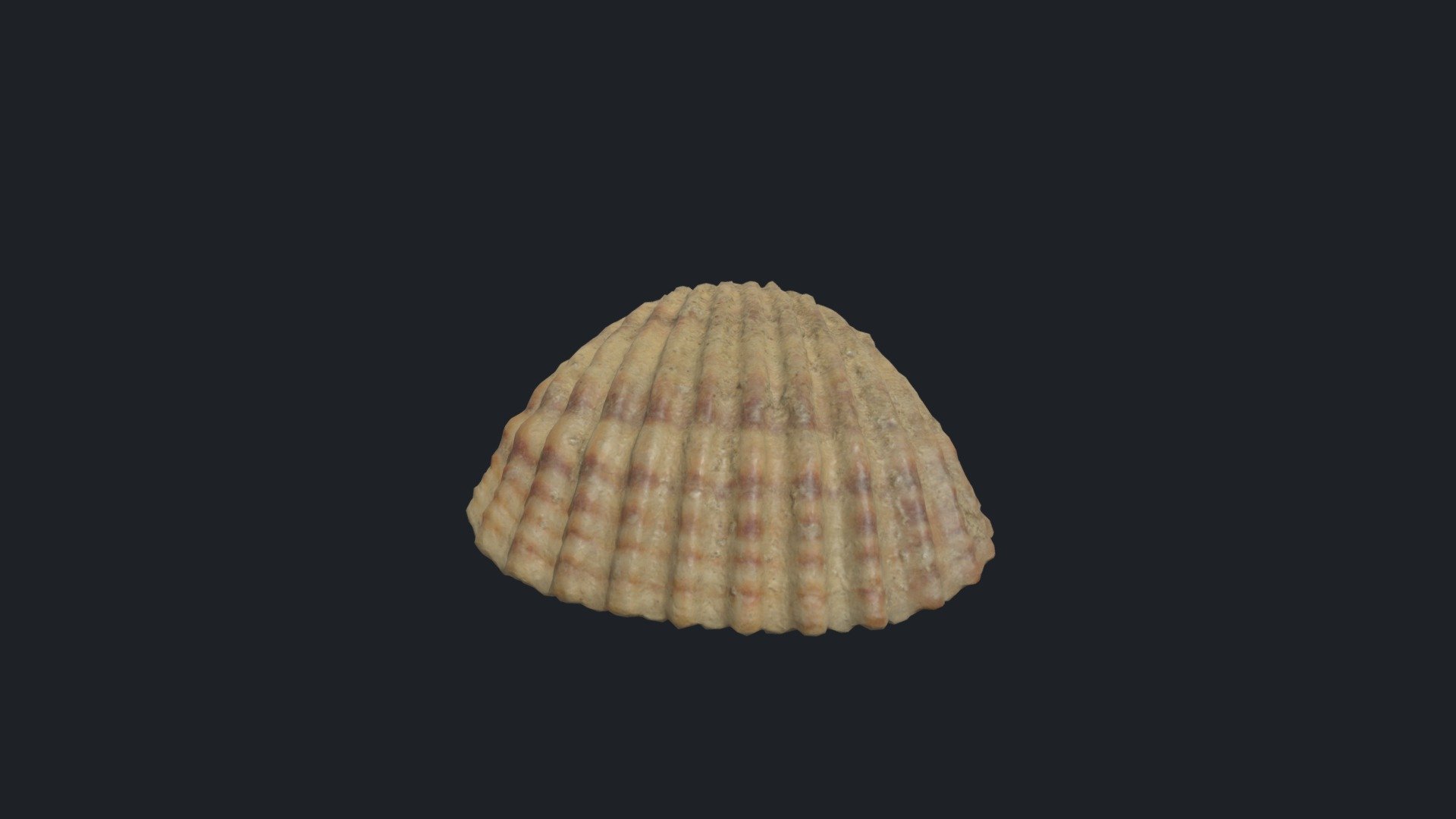 Seashell 2 - 3D model by sharetextures [76618ab] - Sketchfab