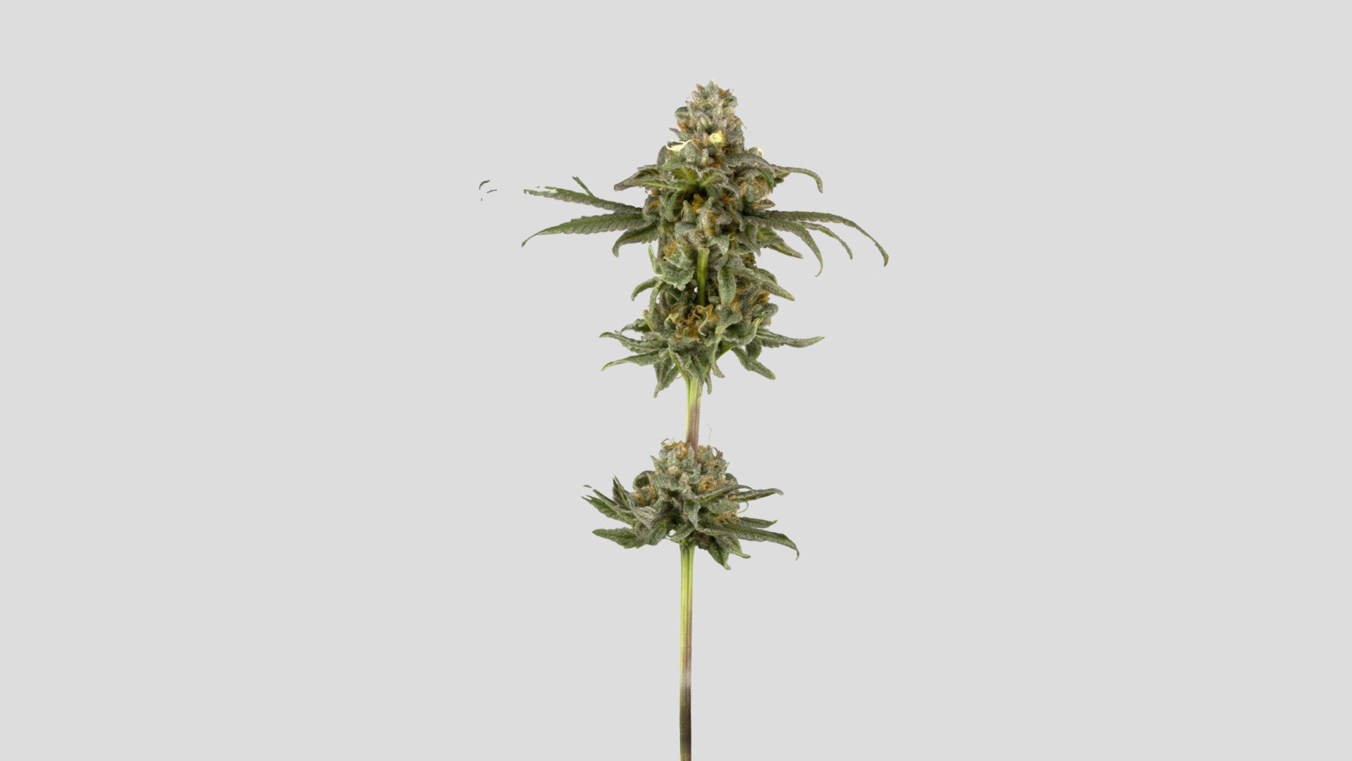 Rosenthal Cannabis Bud - 3D model by weedconnoisseur ...