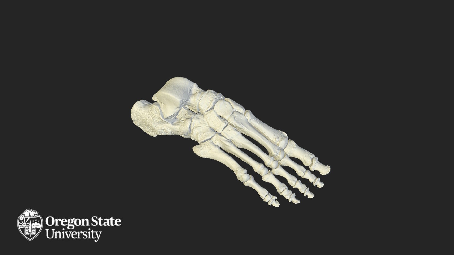 Right Foot - Download Free 3D model by Oregon State University ...