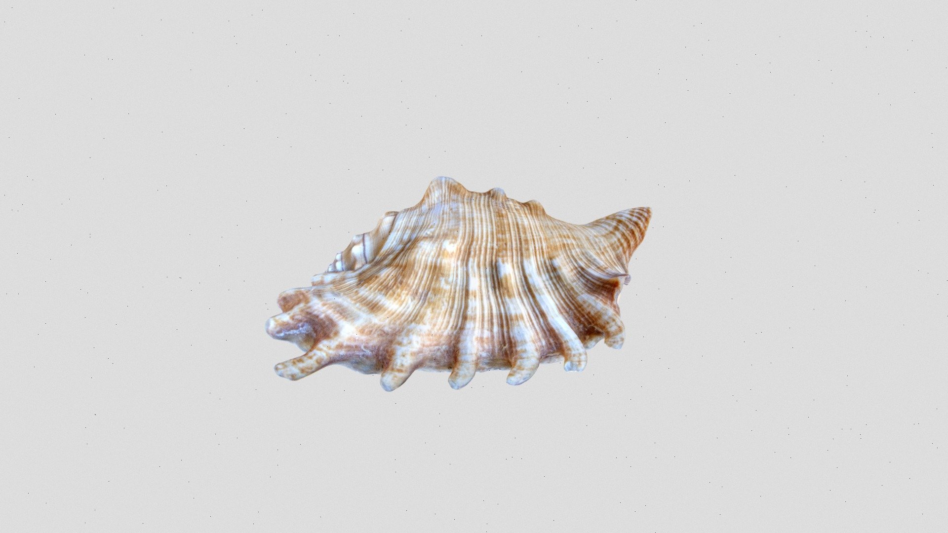 SeaShell - Download Free 3D model by Tommys3d [766e08c] - Sketchfab