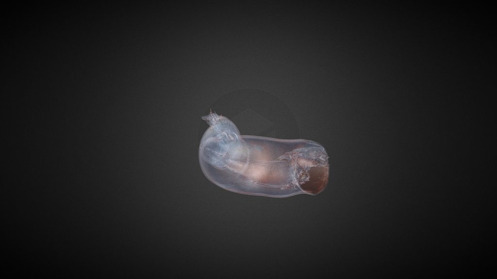 Developmental stage of Terebella conchilega - 3D model by Catherine T ...