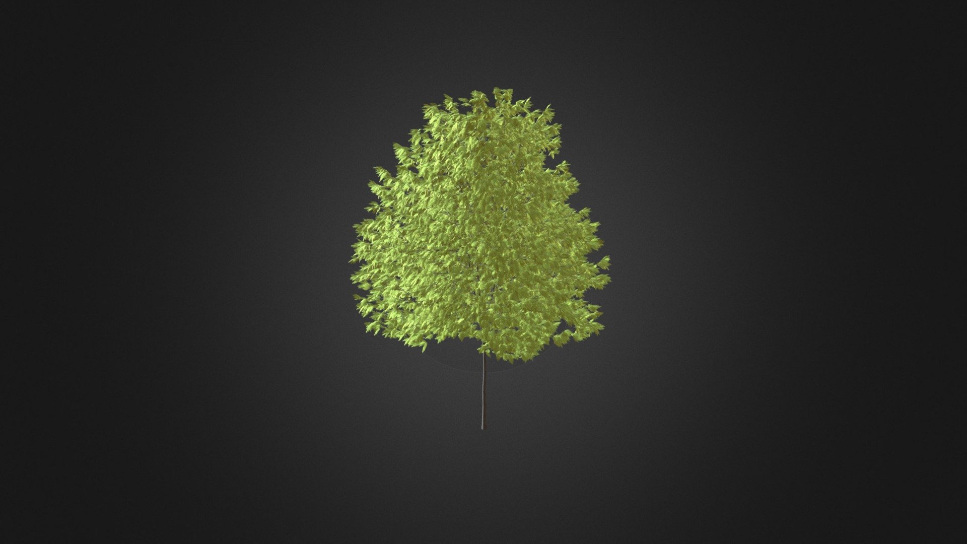 Honey Locust Tree (Gleditsia triacanthos) 10m - Buy Royalty Free 3D ...