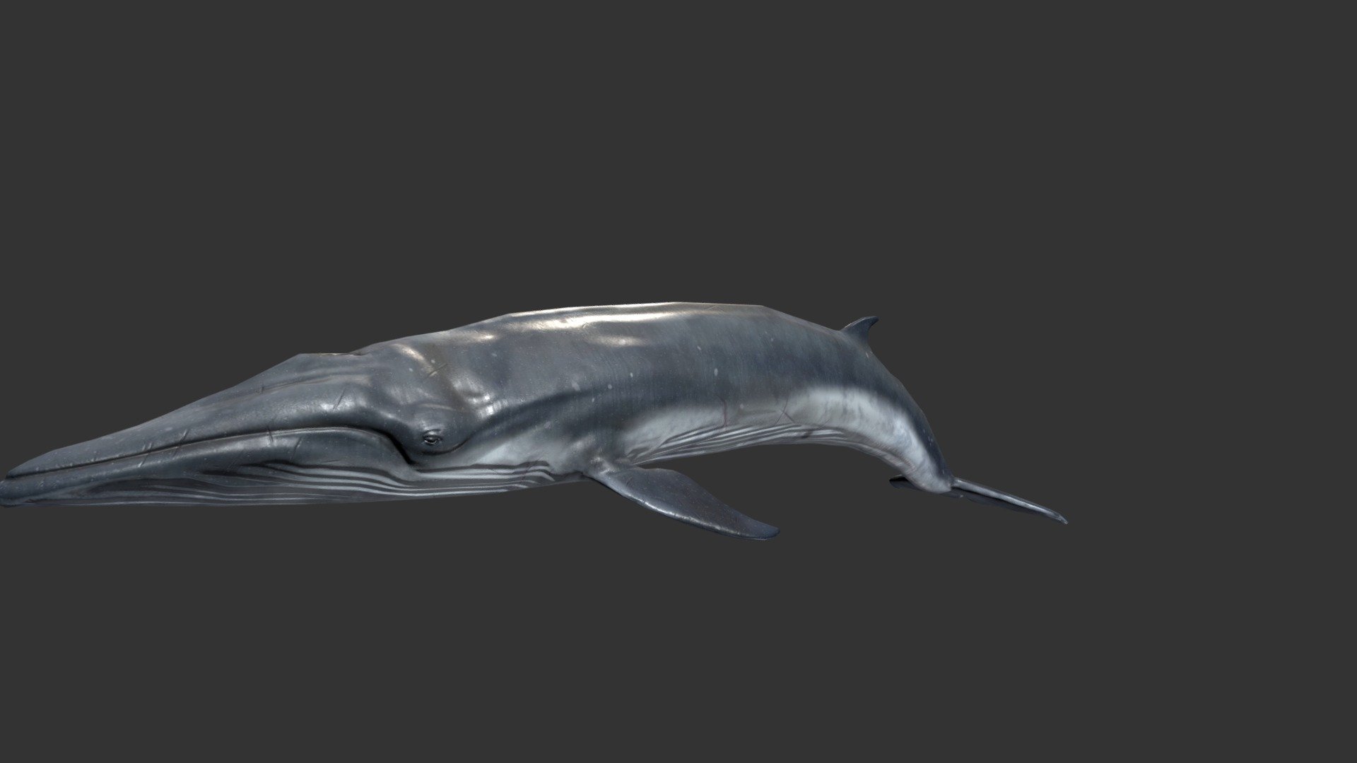 Sei Whale - Download Free 3D model by Bohdan Lvov (@ostapblendercg ...