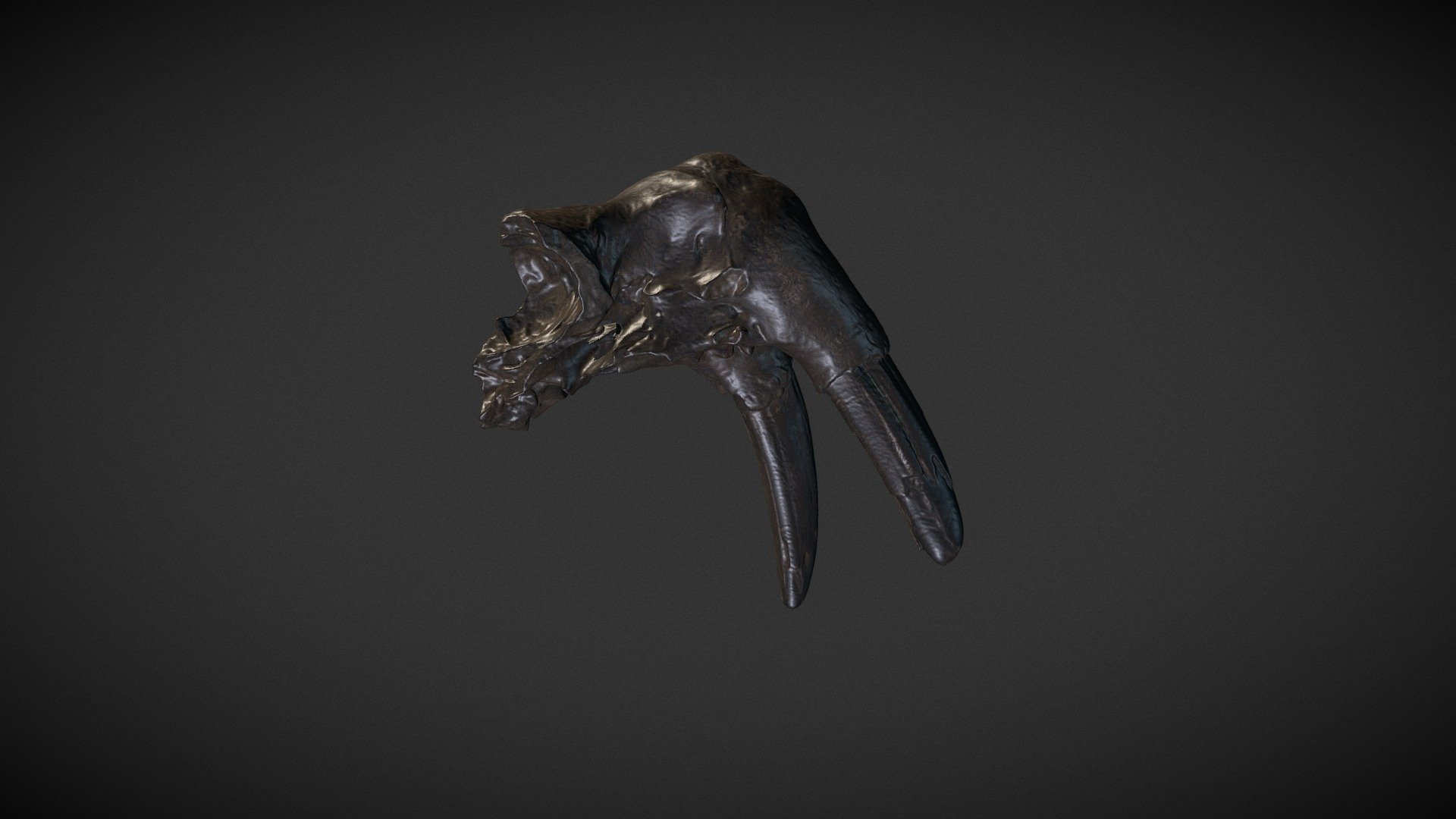 Valross fossil - 3D model by Smyckessmedjan af hrafn (@krummin ...